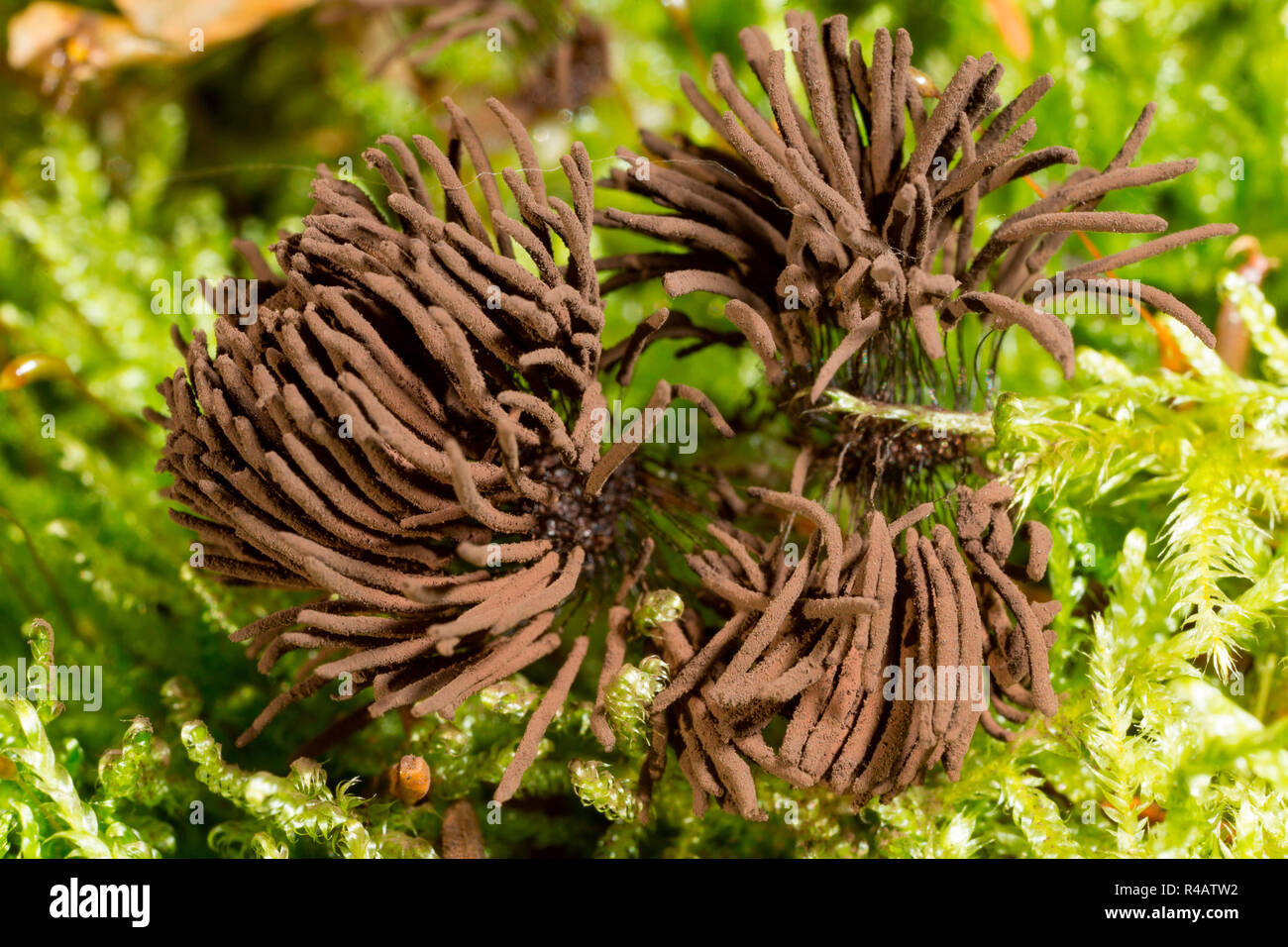 Stemonitis fusca -Fotos und -Bildmaterial in hoher Auflösung – Alamy