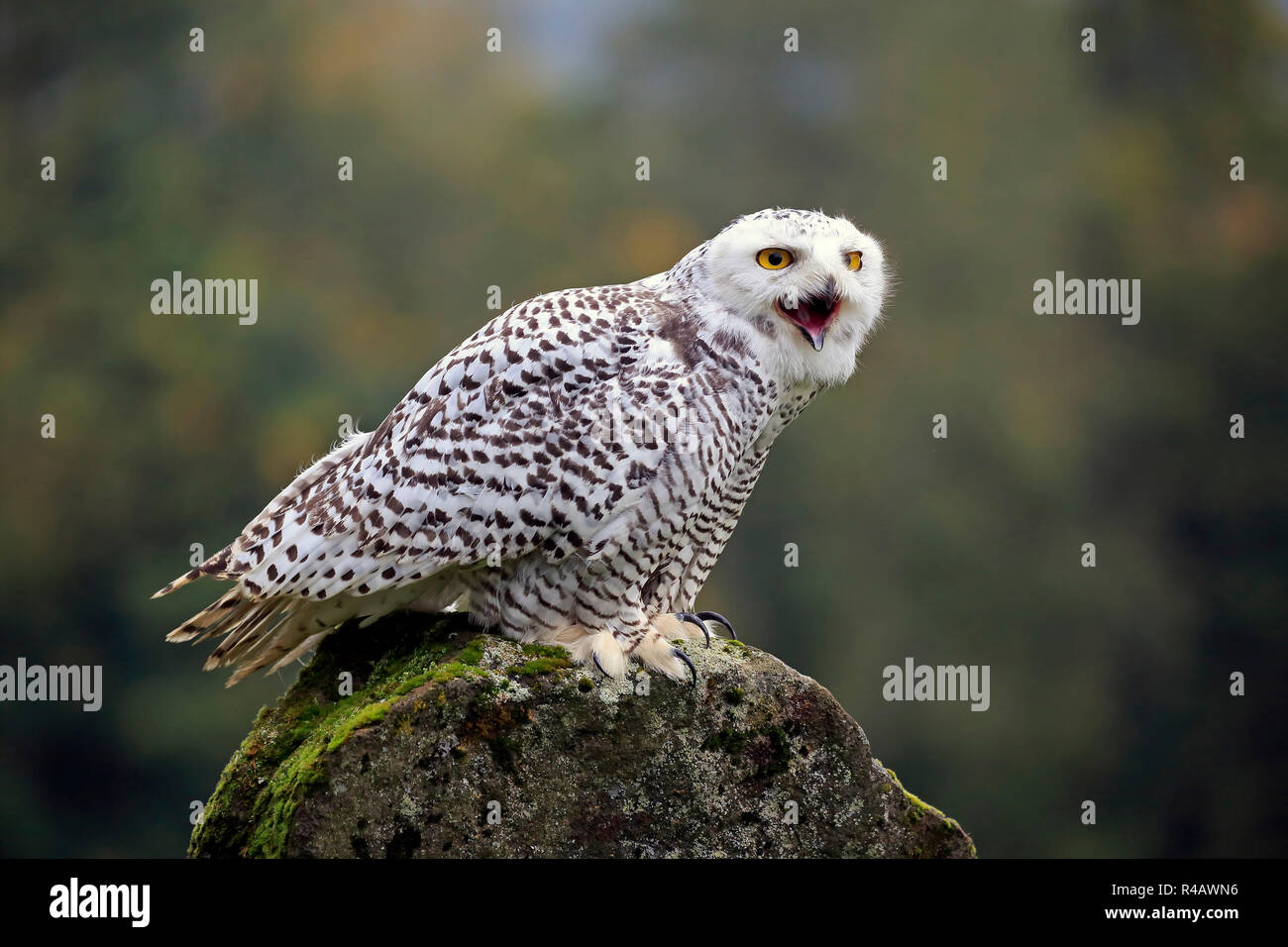 Die schnee eule -Fotos und -Bildmaterial in hoher Auflösung – Alamy