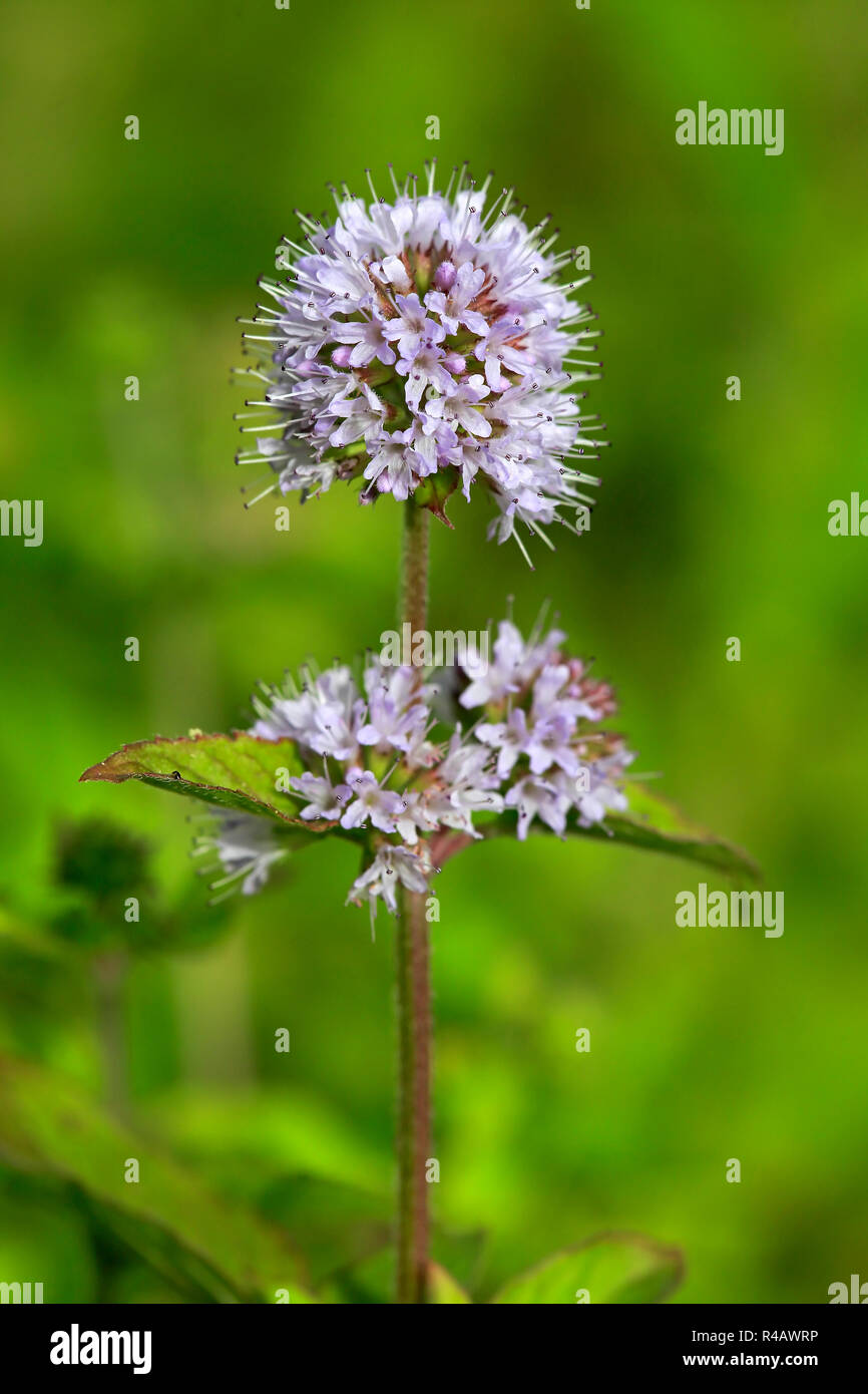 Wasser Minze, Deutschland, Europa, (Mentha Aquatica Stockfotografie - Alamy