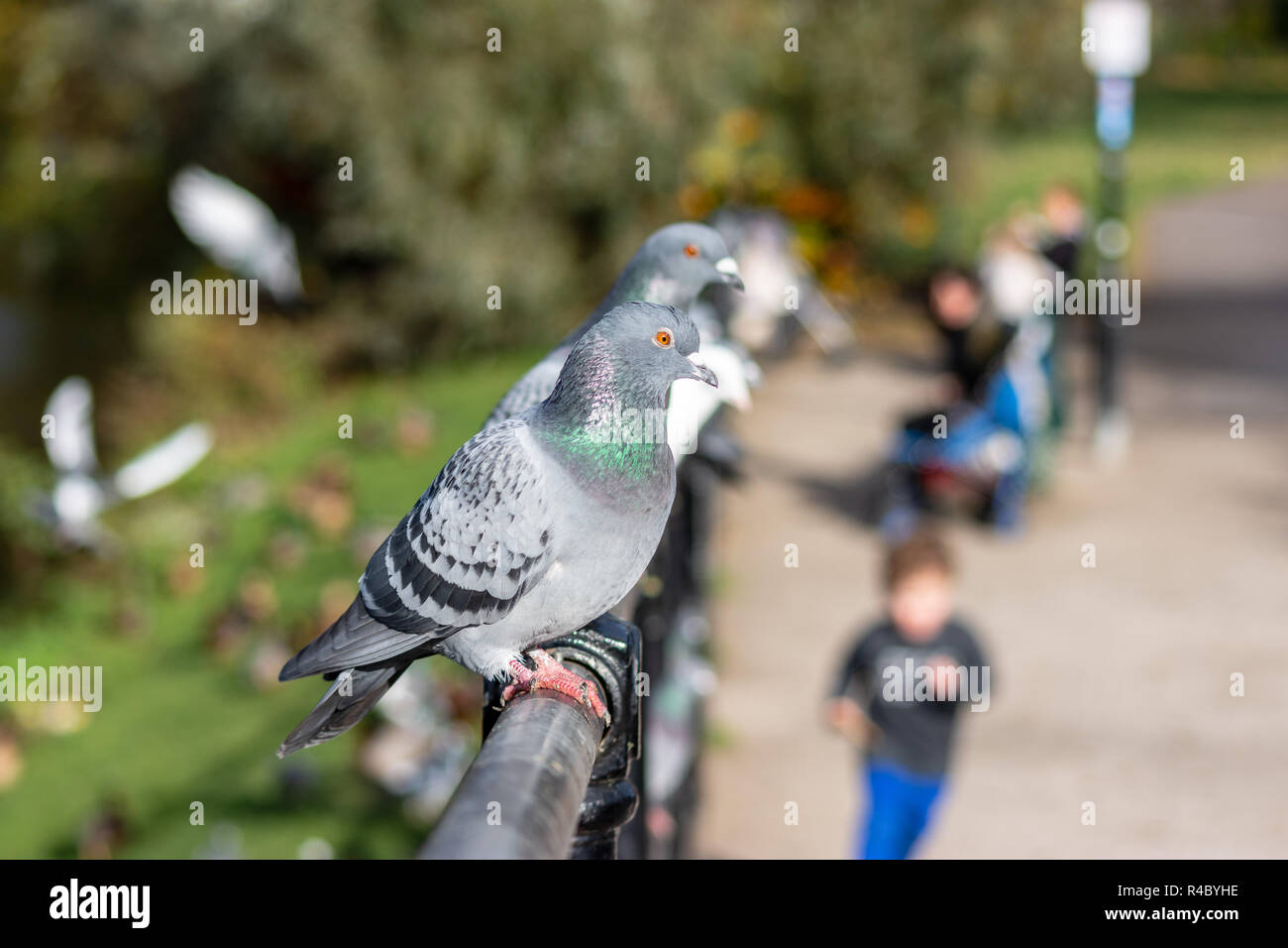 Nur taube -Fotos und -Bildmaterial in hoher Auflösung – Alamy