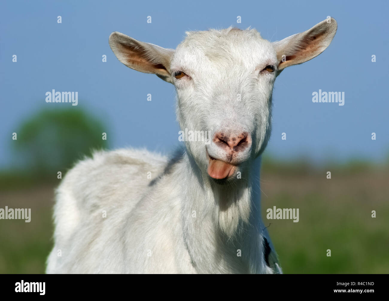 Geiss tier zunge -Fotos und -Bildmaterial in hoher Auflösung – Alamy