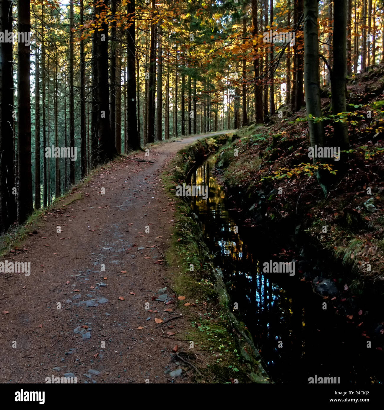 Harz gebirge wald -Fotos und -Bildmaterial in hoher Auflösung – Alamy