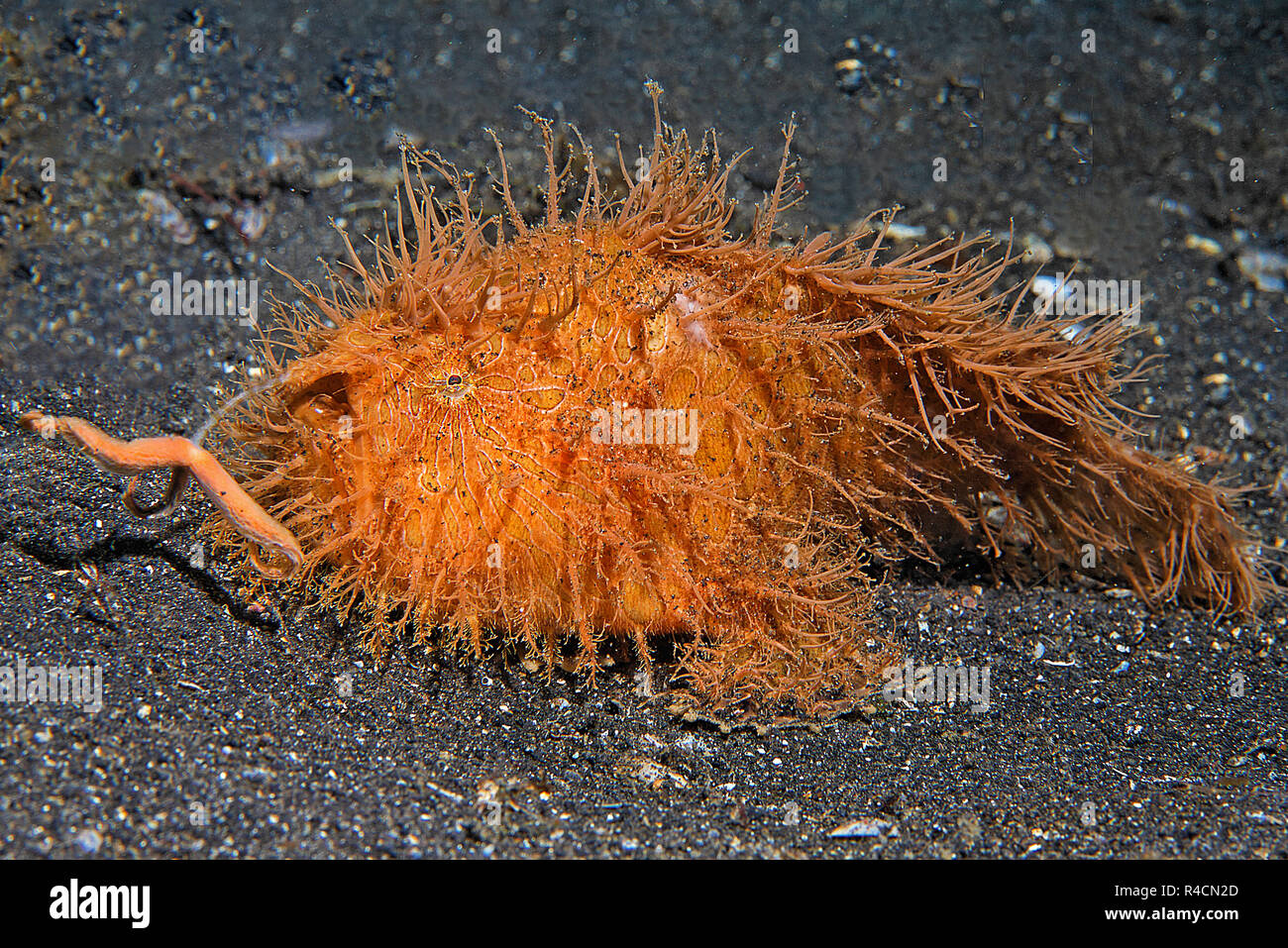 Hispid anglerfisch -Fotos und -Bildmaterial in hoher Auflösung – Alamy