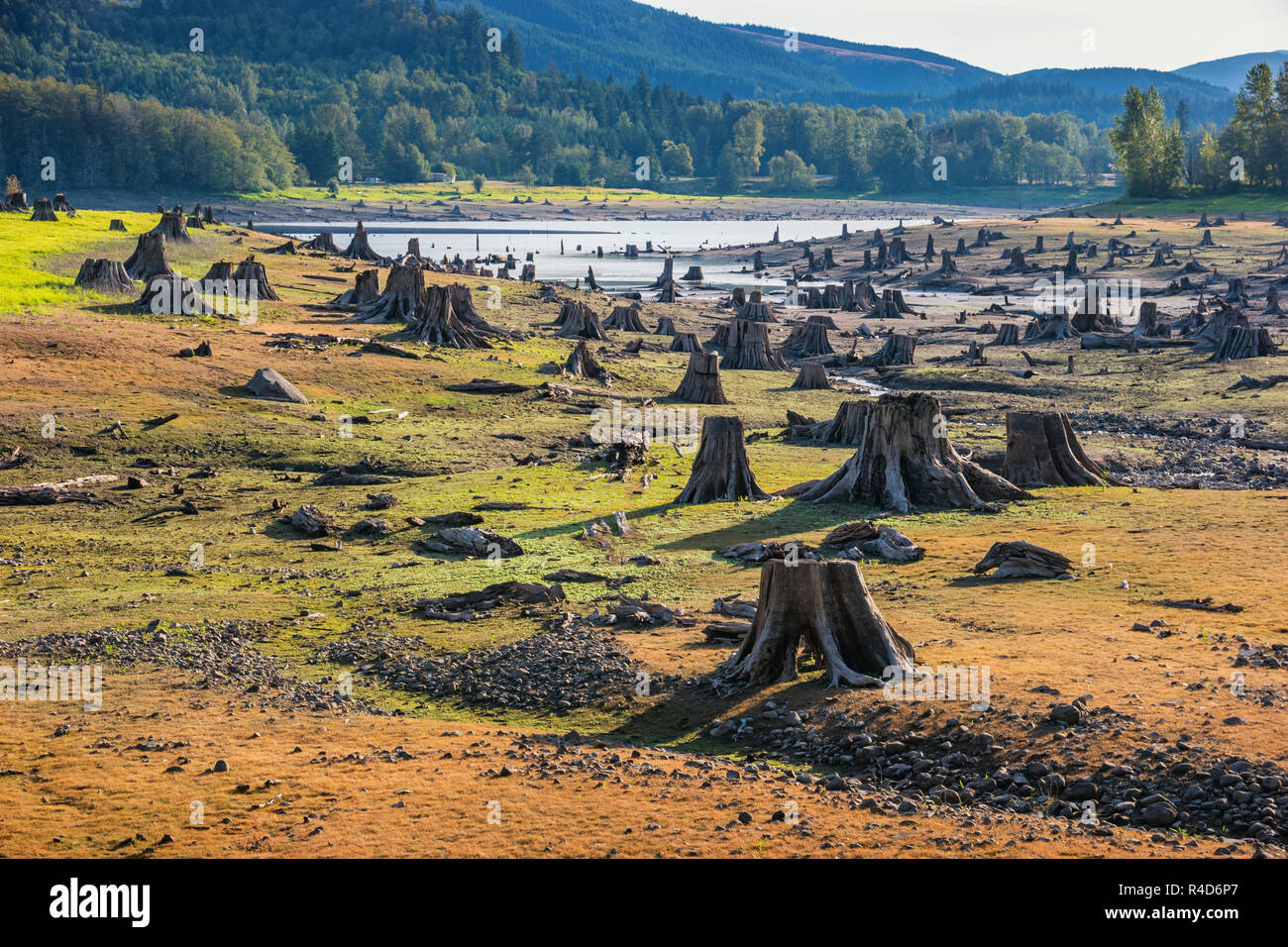 Washington usa state deforestation -Fotos und -Bildmaterial in hoher ...