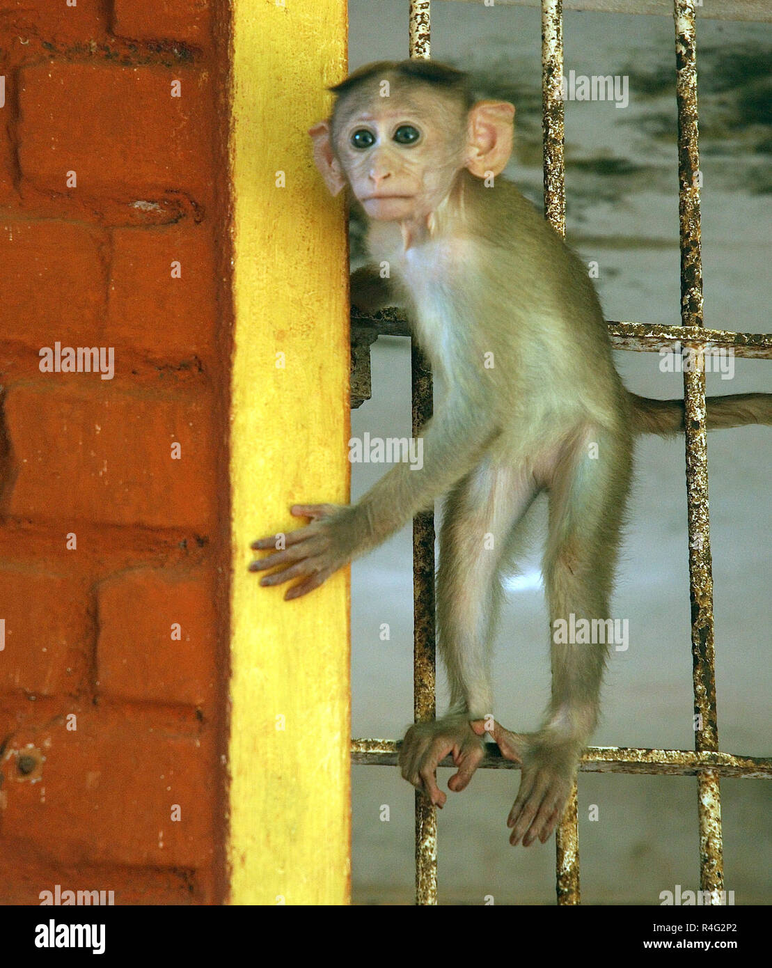 Affe im stehen -Fotos und -Bildmaterial in hoher Auflösung – Alamy