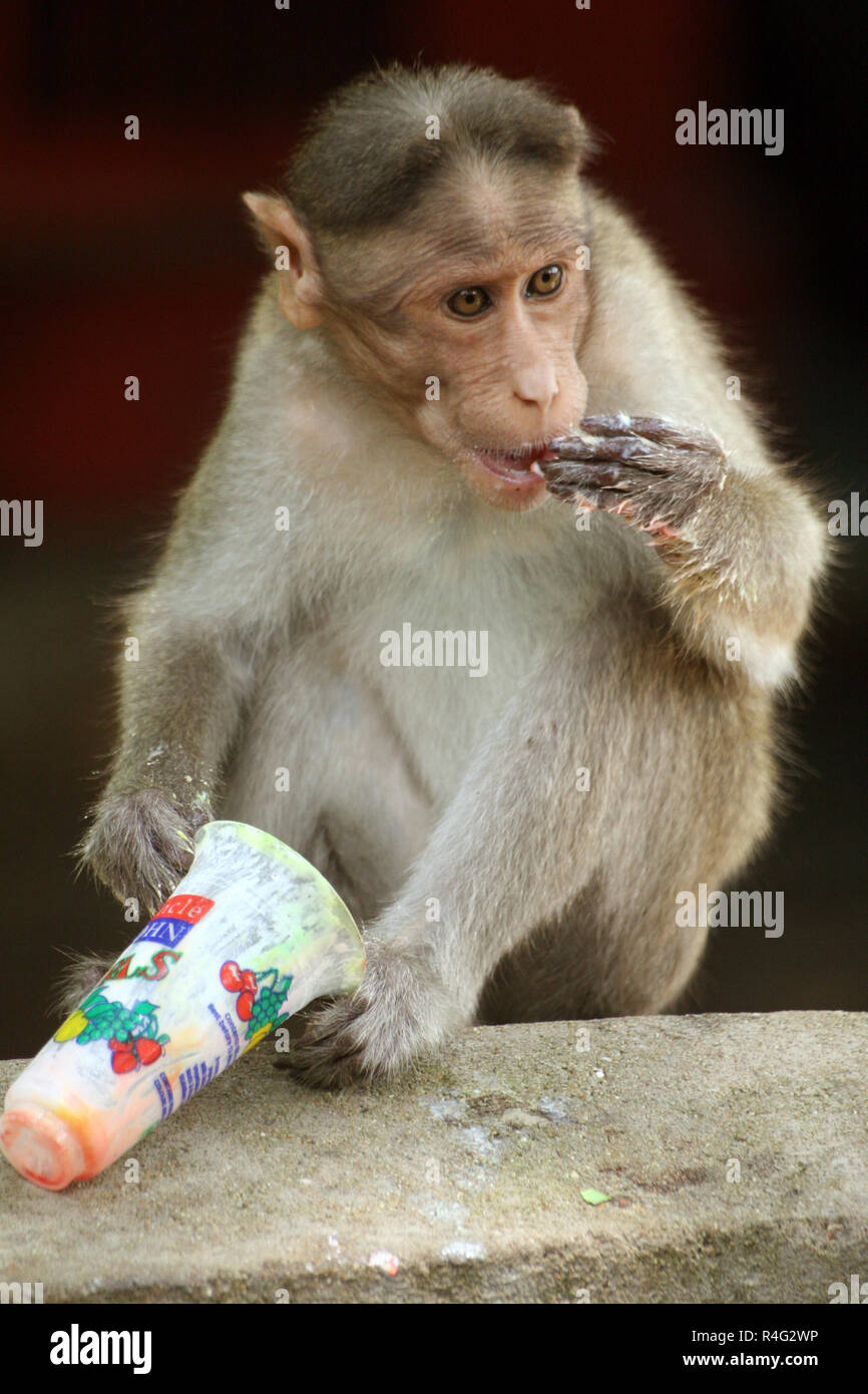 Affe eis essen -Fotos und -Bildmaterial in hoher Auflösung – Alamy