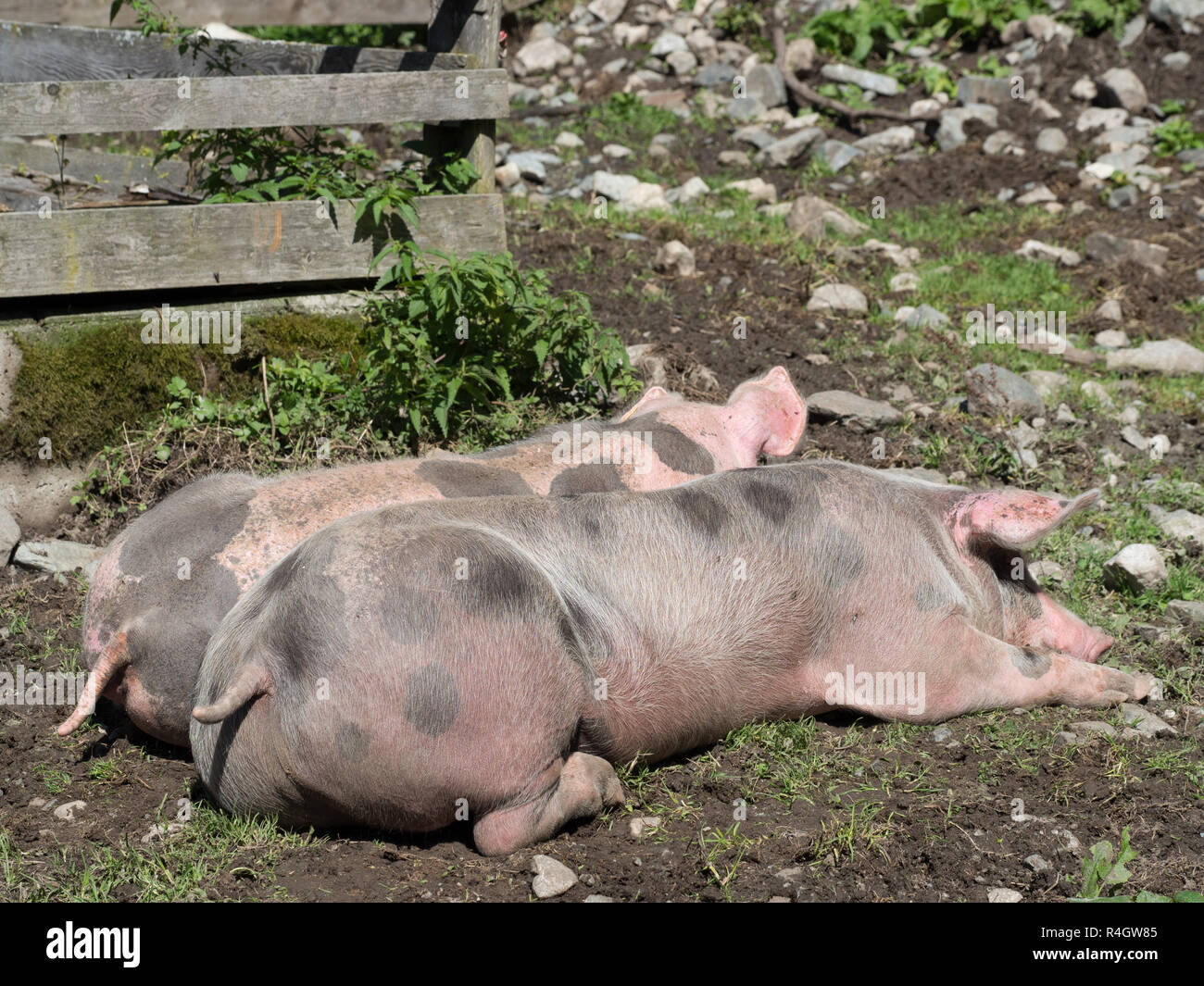 Allesfresser schwein -Fotos und -Bildmaterial in hoher Auflösung – Alamy
