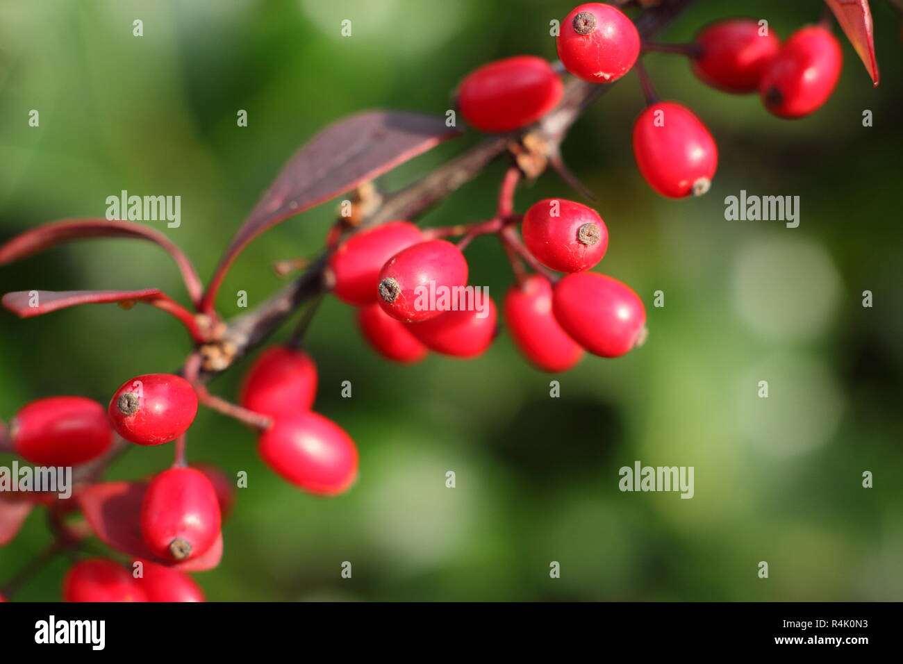 Berberis Thunbergii Rosiger Schein Stockfotos und -bilder Kaufen - Alamy