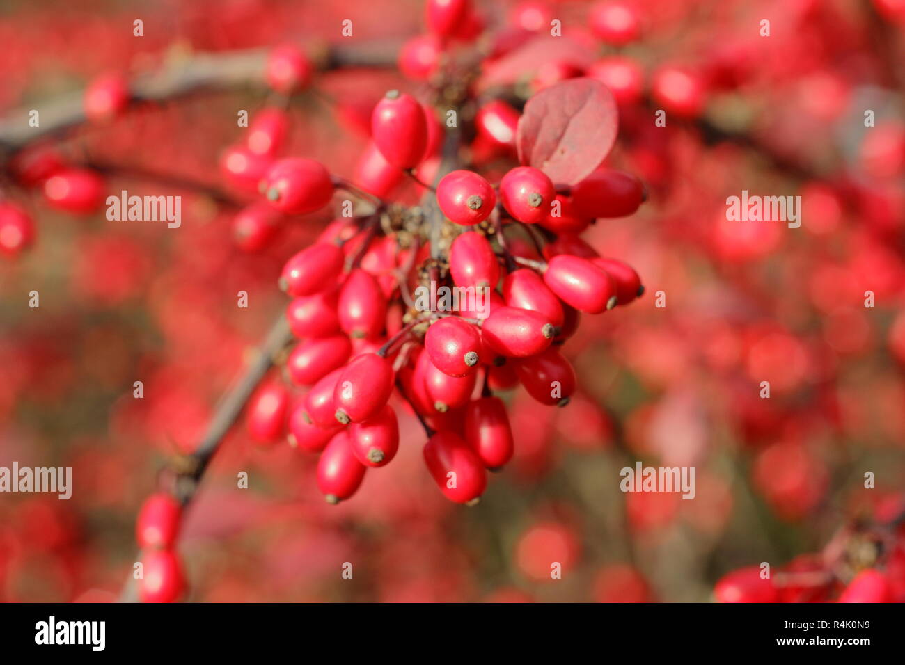 Berberitzenbeeren uk -Fotos und -Bildmaterial in hoher Auflösung – Alamy