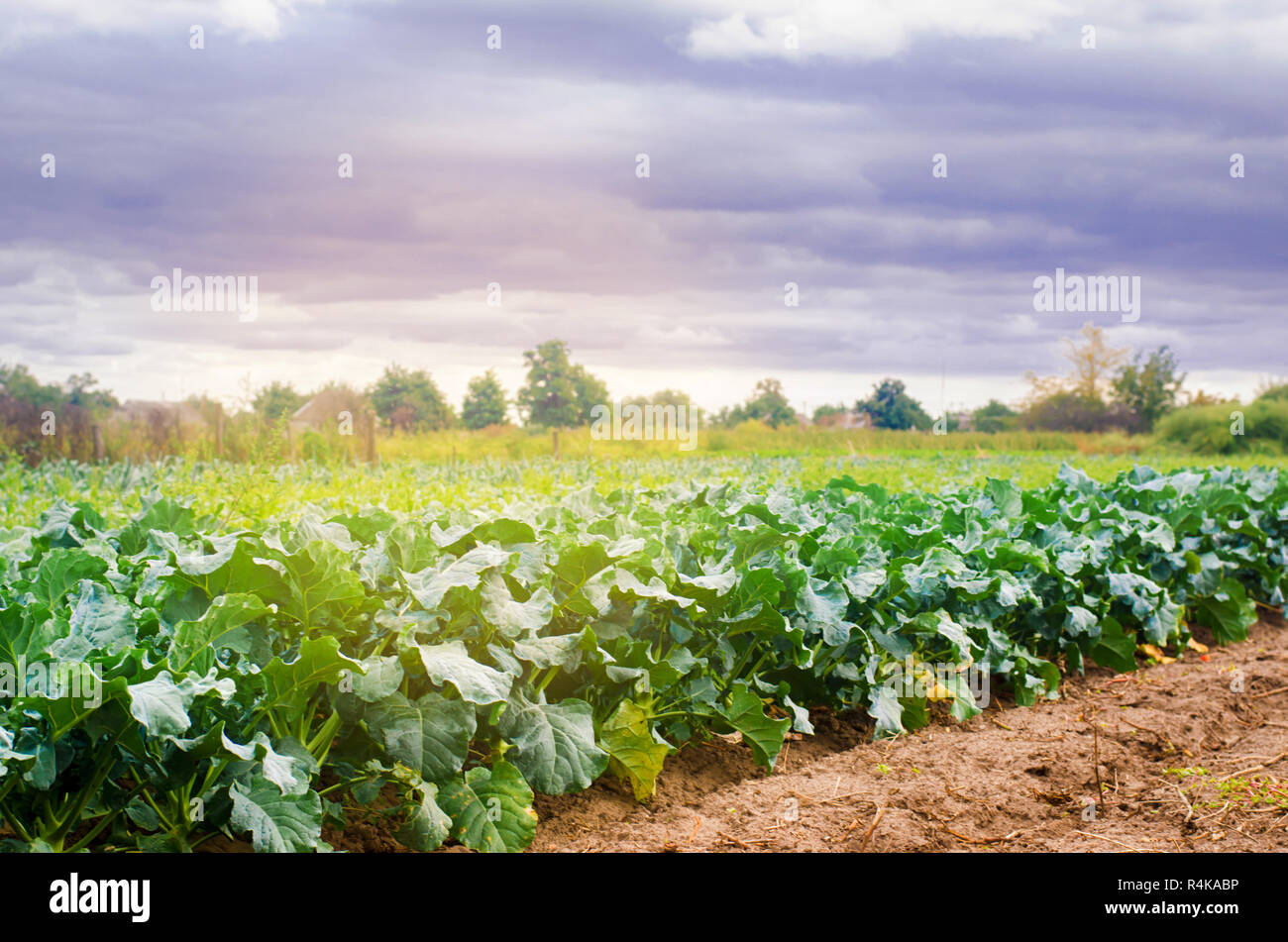 Frischer Bio Garten Stockfotos und -bilder Kaufen - Alamy