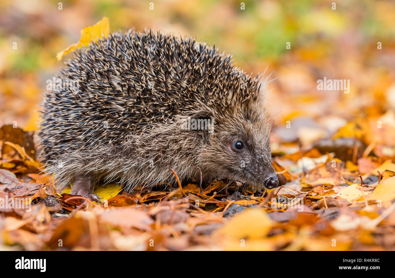 Igel im Herbst. Wild, Eingeborener, Europäische Igel im natürlichen ...