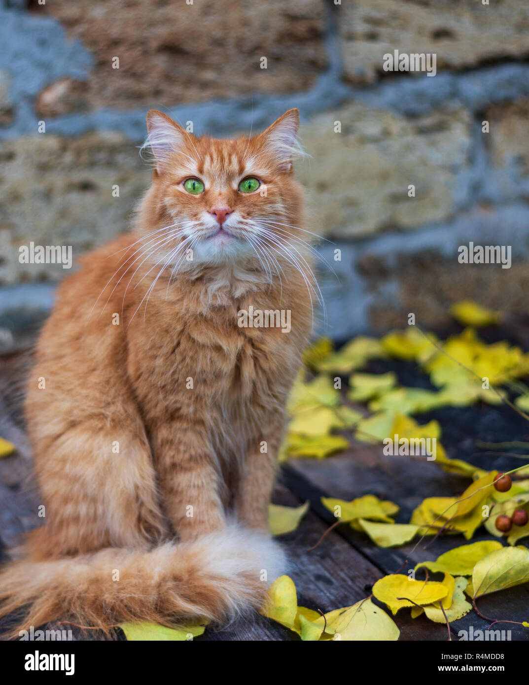 Große rote Katze sitzt in der Mitte des Herbstes Laub und ein Blick auf ...