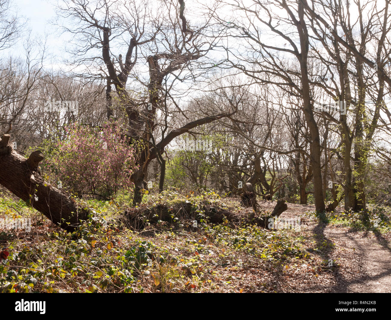 Alte eichen helle sonne -Fotos und -Bildmaterial in hoher Auflösung – Alamy