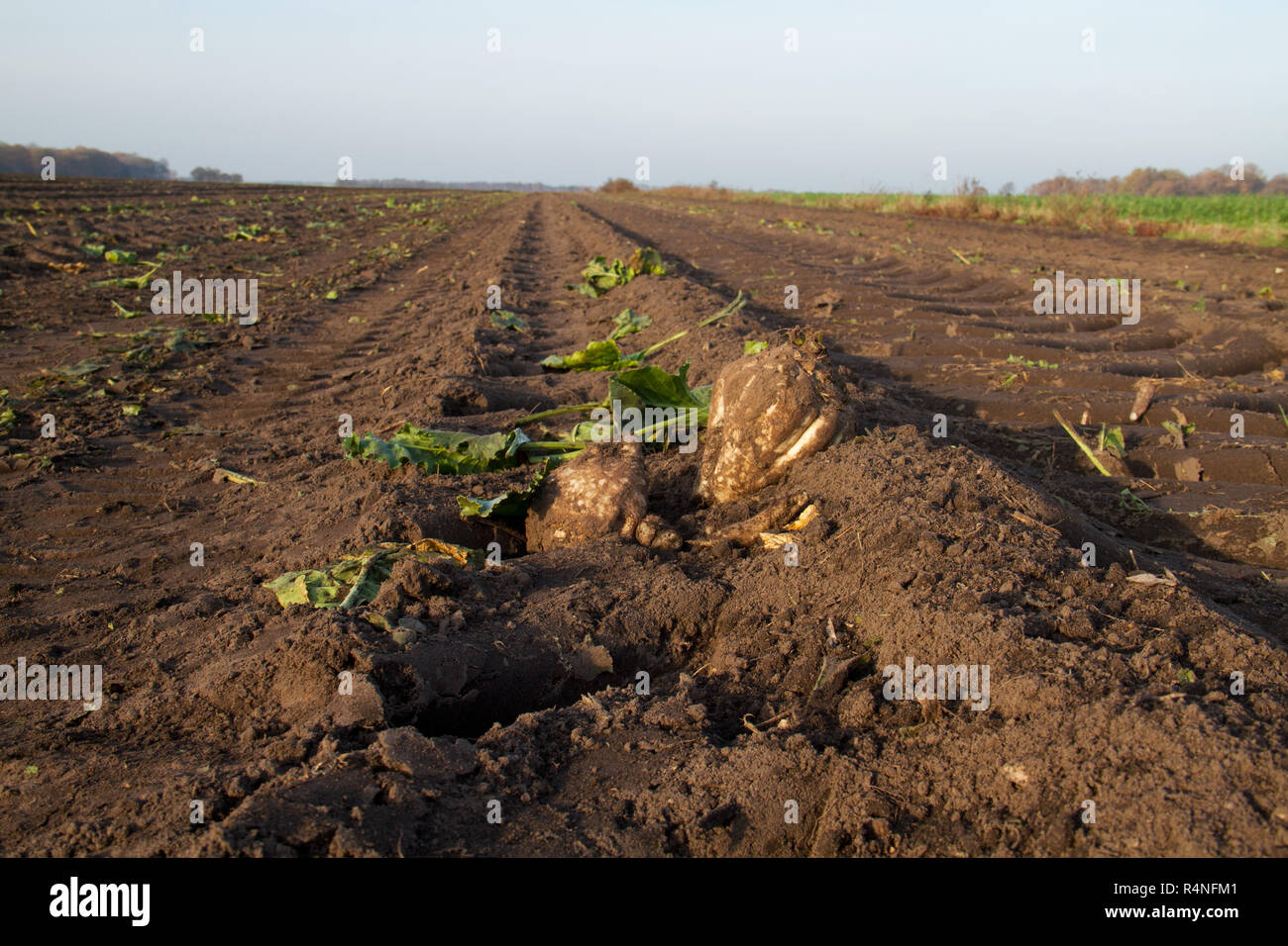Sugar beet farming harvest -Fotos und -Bildmaterial in hoher Auflösung ...