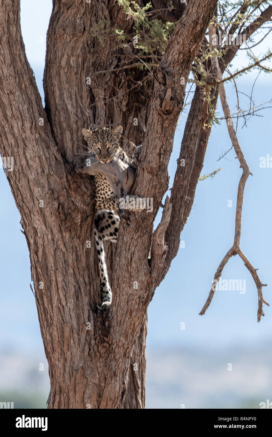 African Leopard (Panthera pardus pardus) mit Baby warzenschwein Beute ...