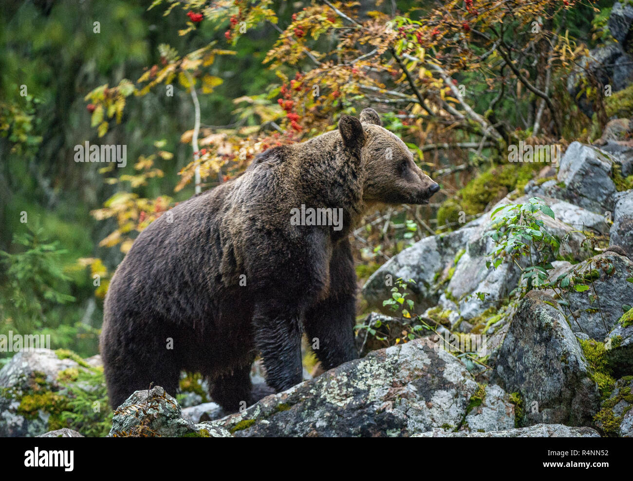 Bär auf einem Felsen. Nach großen Braunen Bär in den Wald ...
