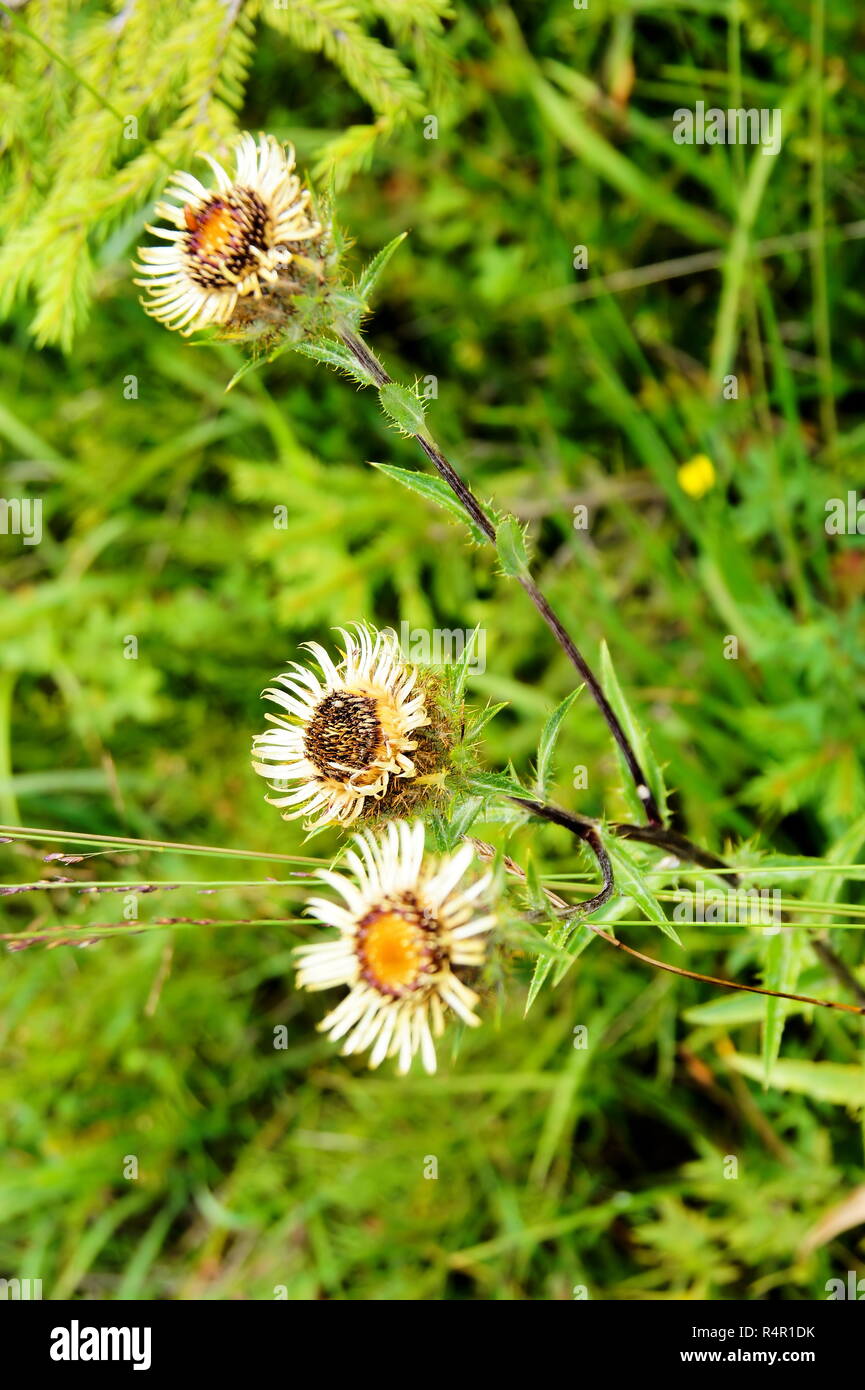 Silberdistel carlina acaulis -Fotos und -Bildmaterial in hoher ...