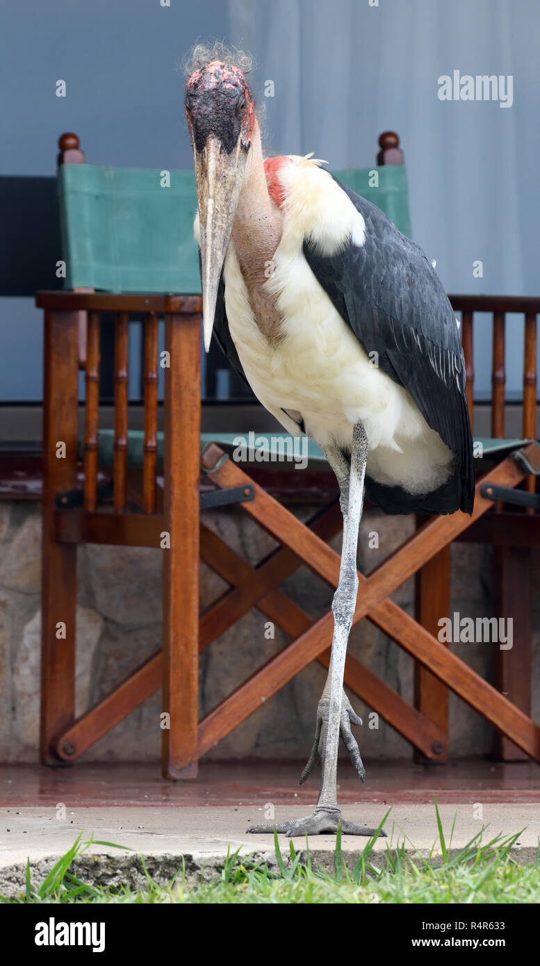 Marabou stork bird uganda africa -Fotos und -Bildmaterial in hoher ...