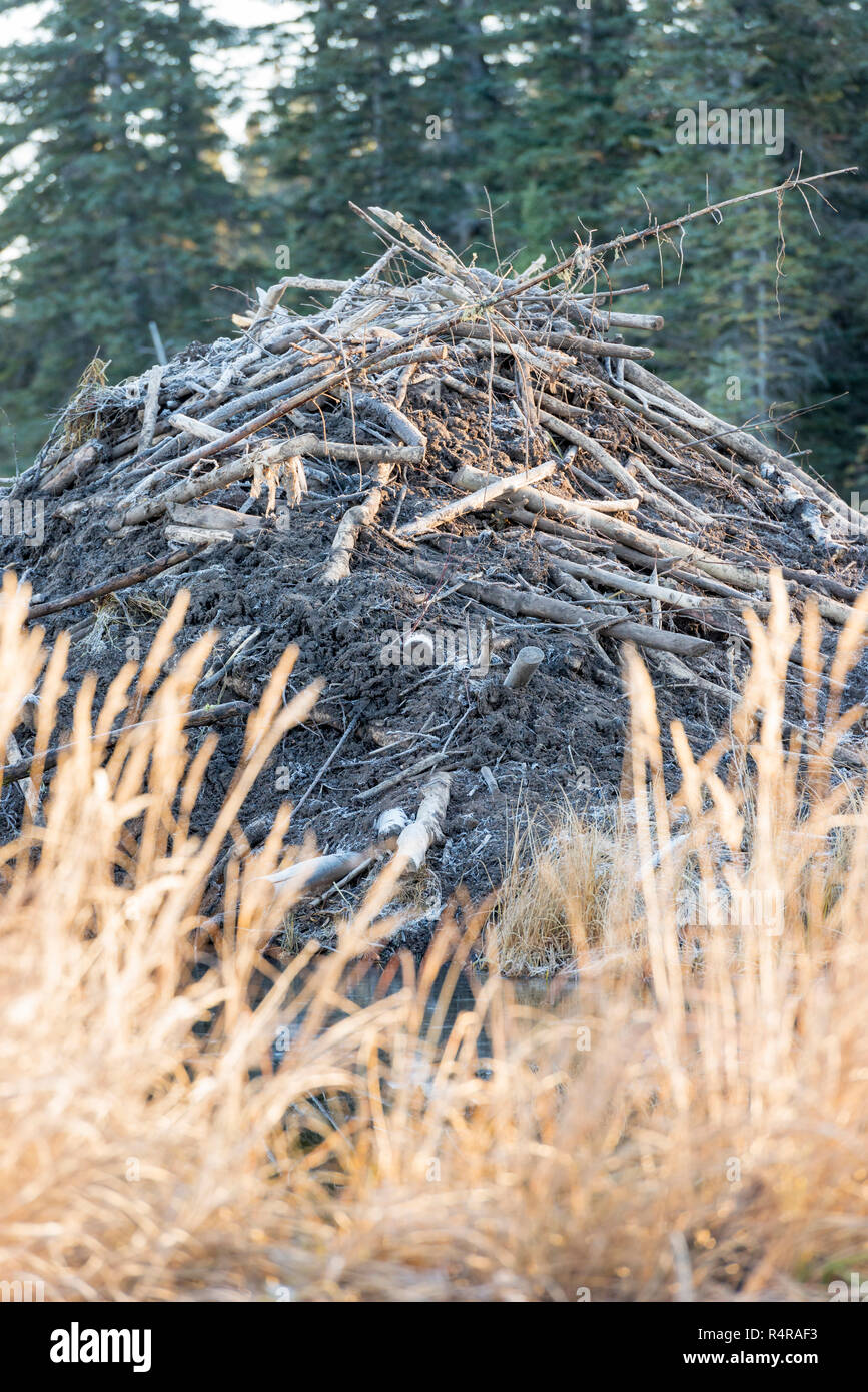 Biber lebensraum -Fotos und -Bildmaterial in hoher Auflösung – Alamy