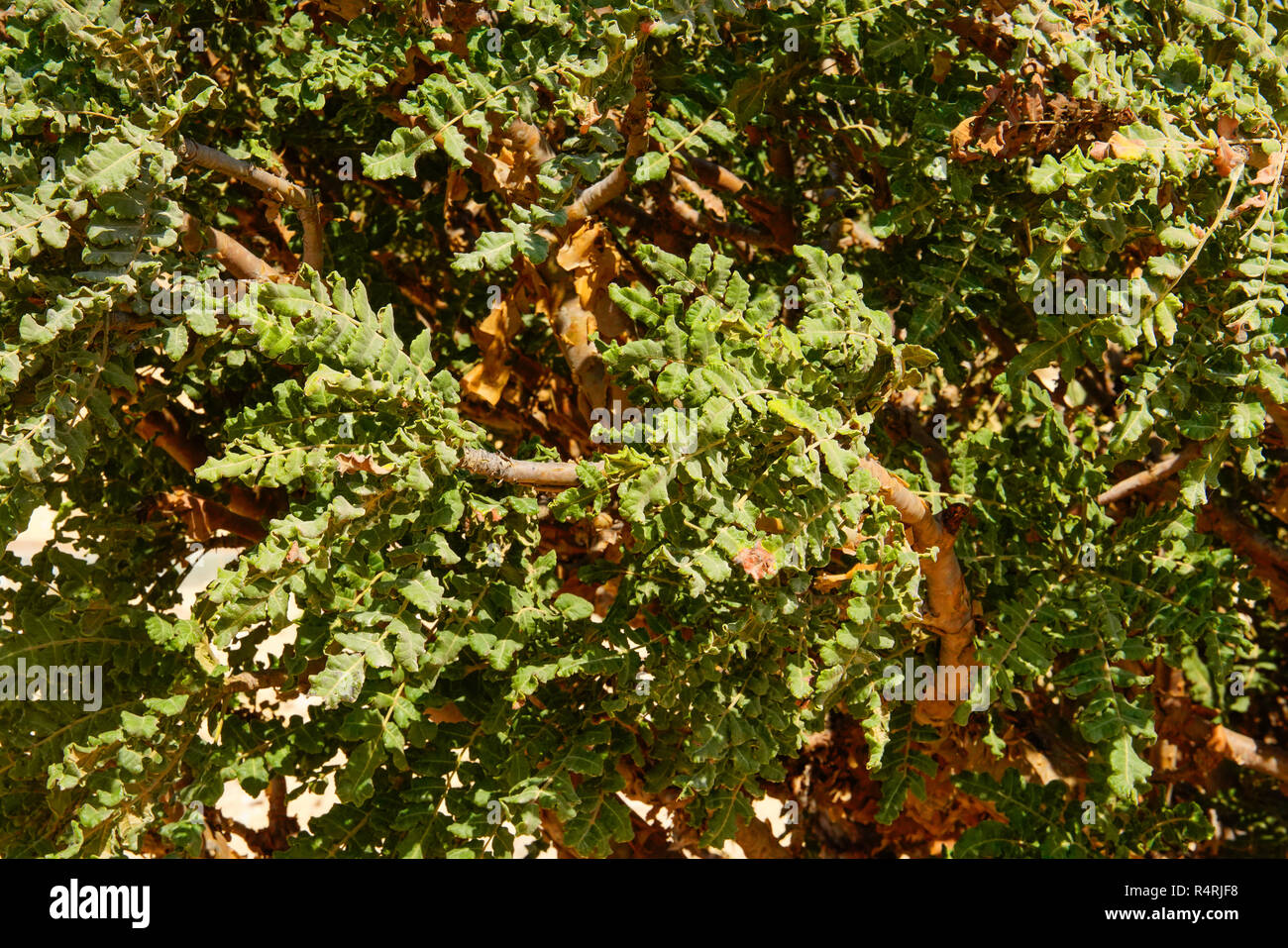 Oman frankincense tree -Fotos und -Bildmaterial in hoher Auflösung ...