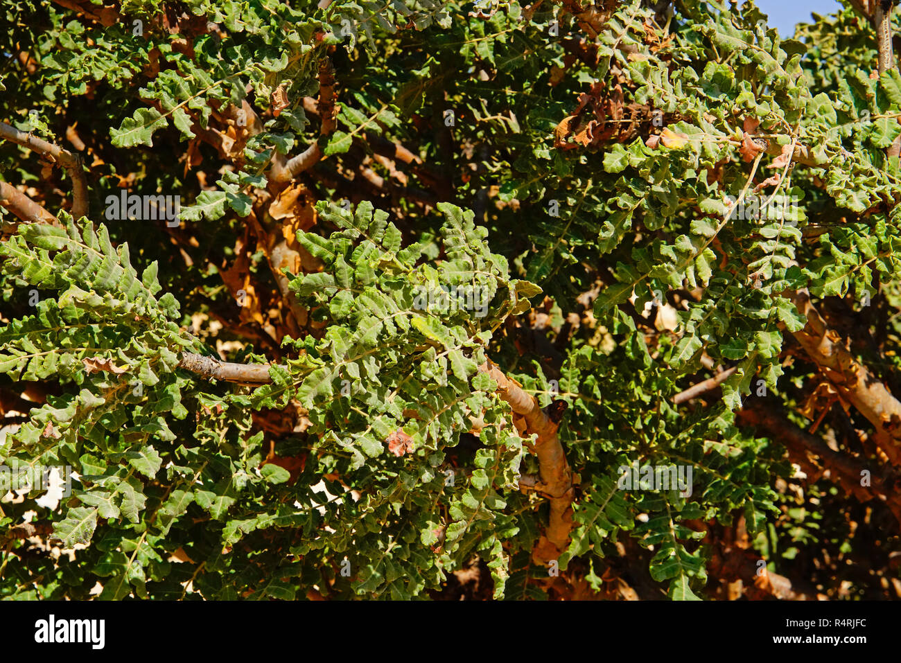 Oman frankincense tree -Fotos und -Bildmaterial in hoher Auflösung ...