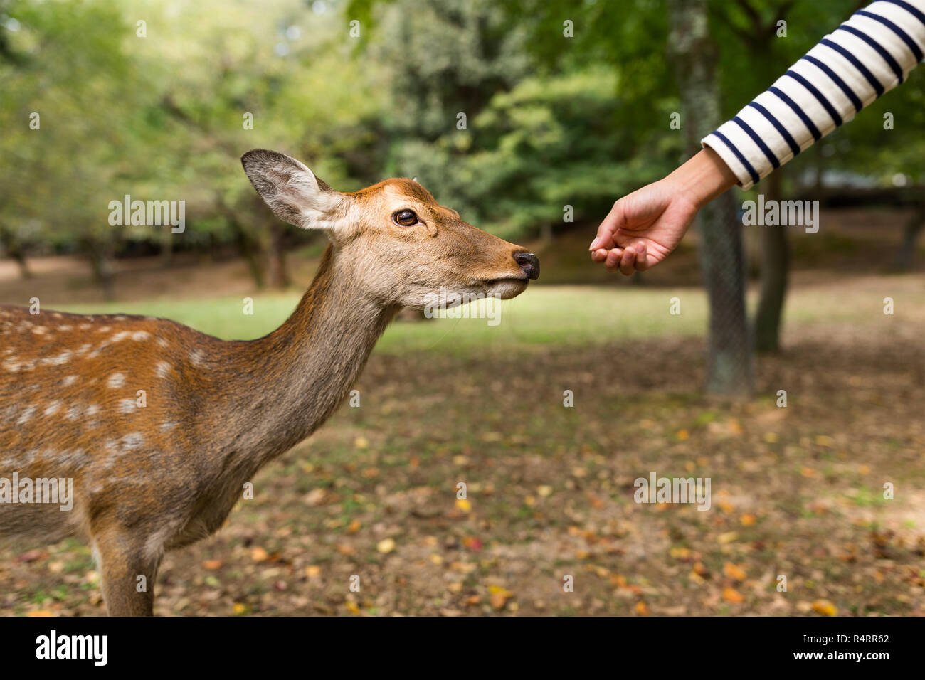 Hüpfende Rehe Stockfotos & Hüpfende Rehe Bilder - Alamy