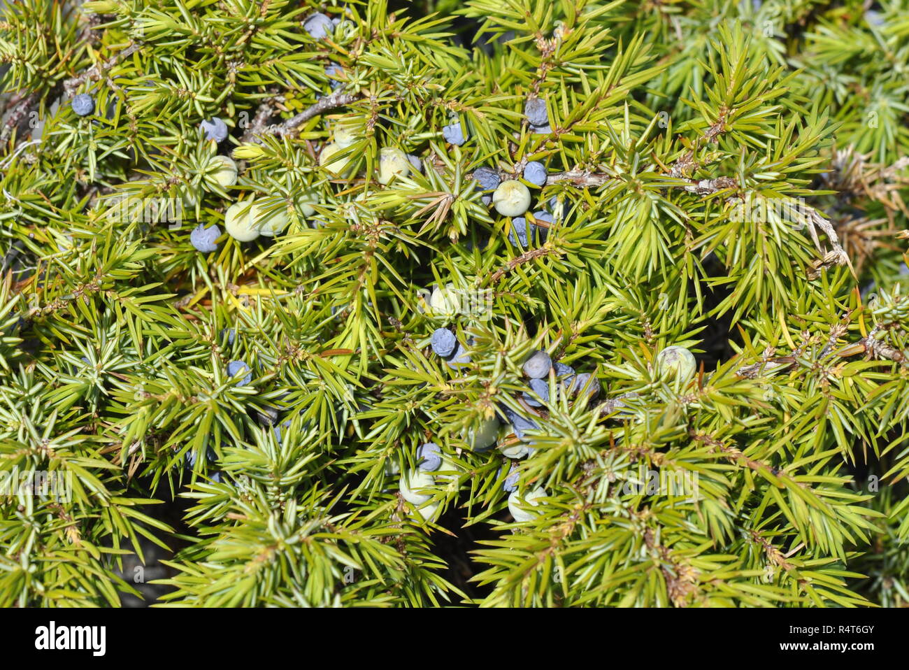 Nadel wacholder -Fotos und -Bildmaterial in hoher Auflösung – Alamy