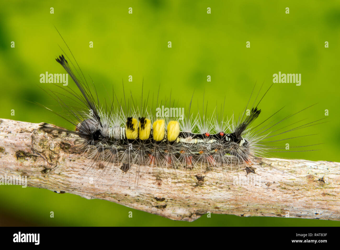 Gelbe stachelige raupe -Fotos und -Bildmaterial in hoher Auflösung – Alamy