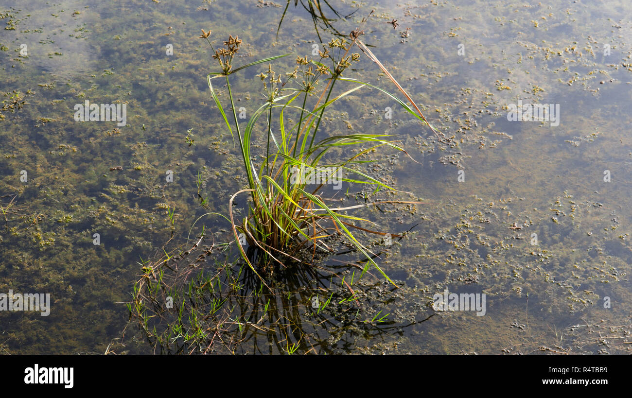 Algen hintergrund -Fotos und -Bildmaterial in hoher Auflösung – Alamy