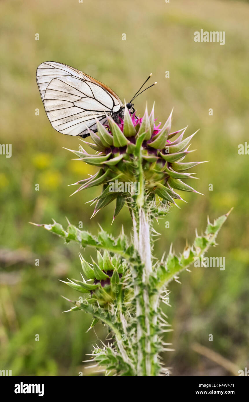 Grüne speerspitze distel -Fotos und -Bildmaterial in hoher Auflösung ...