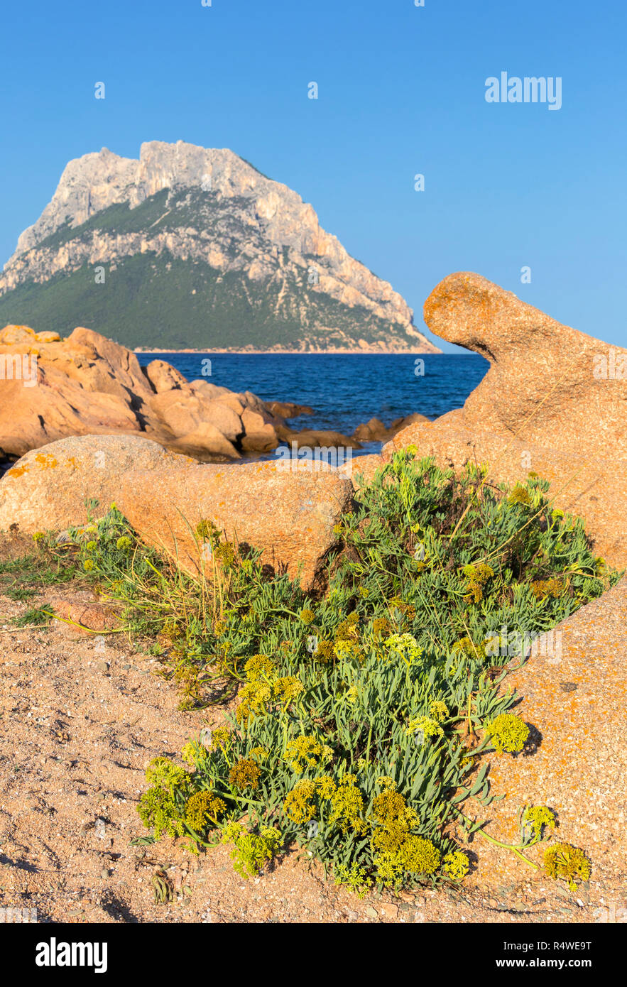 Tavolara hintergrund -Fotos und -Bildmaterial in hoher Auflösung – Alamy