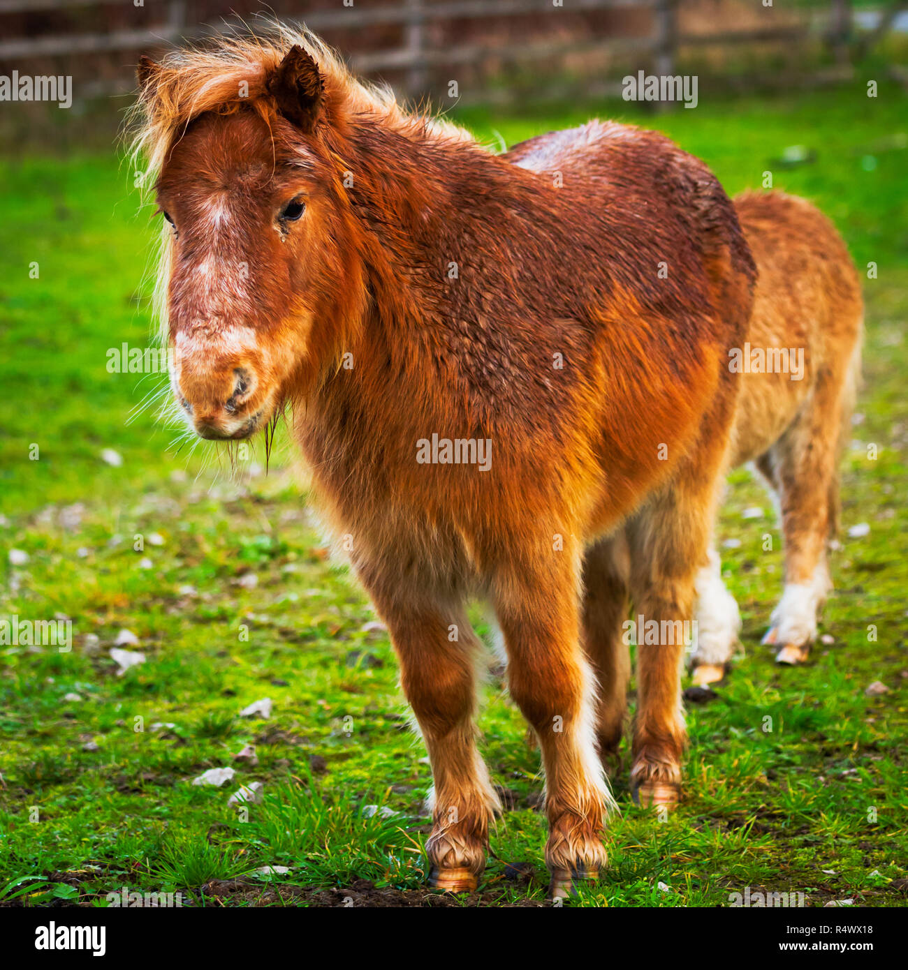 Zwei pferde im feld -Fotos und -Bildmaterial in hoher Auflösung – Alamy