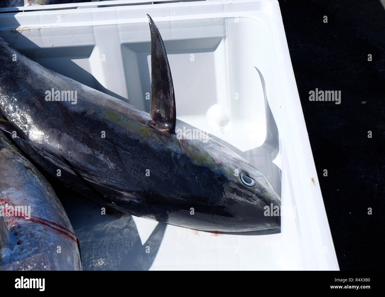 Linie gefangen thunfisch -Fotos und -Bildmaterial in hoher Auflösung ...