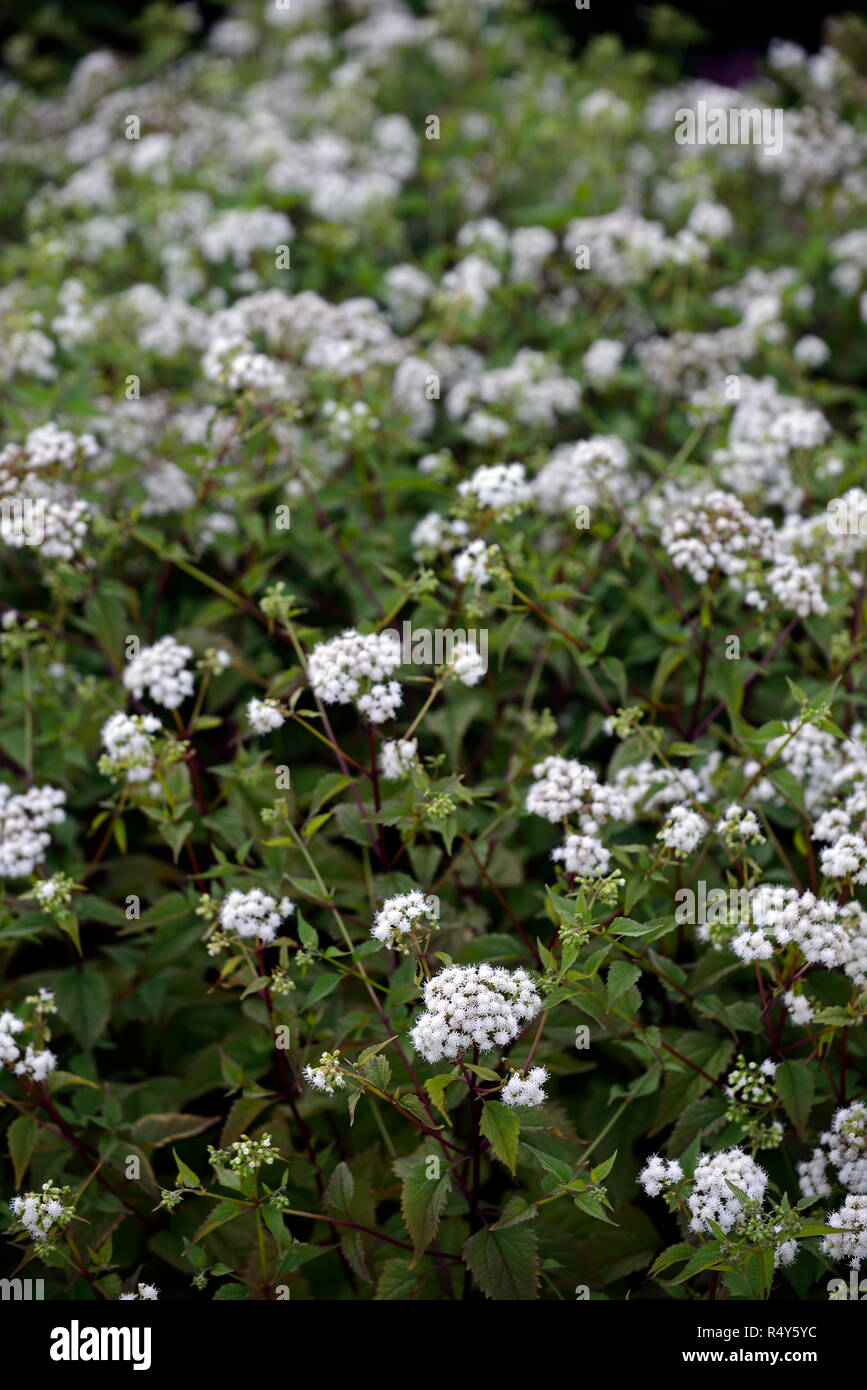 Eupatorium rugosum album -Fotos und -Bildmaterial in hoher Auflösung ...