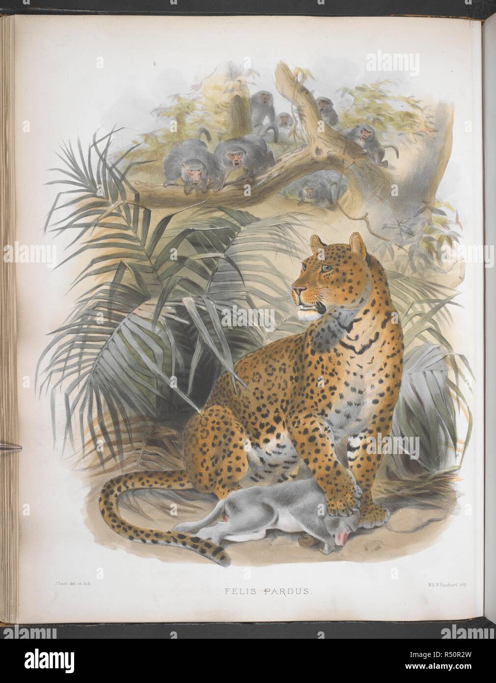 Daniel giraud elliot monographie der familie der katzen -Fotos und ...