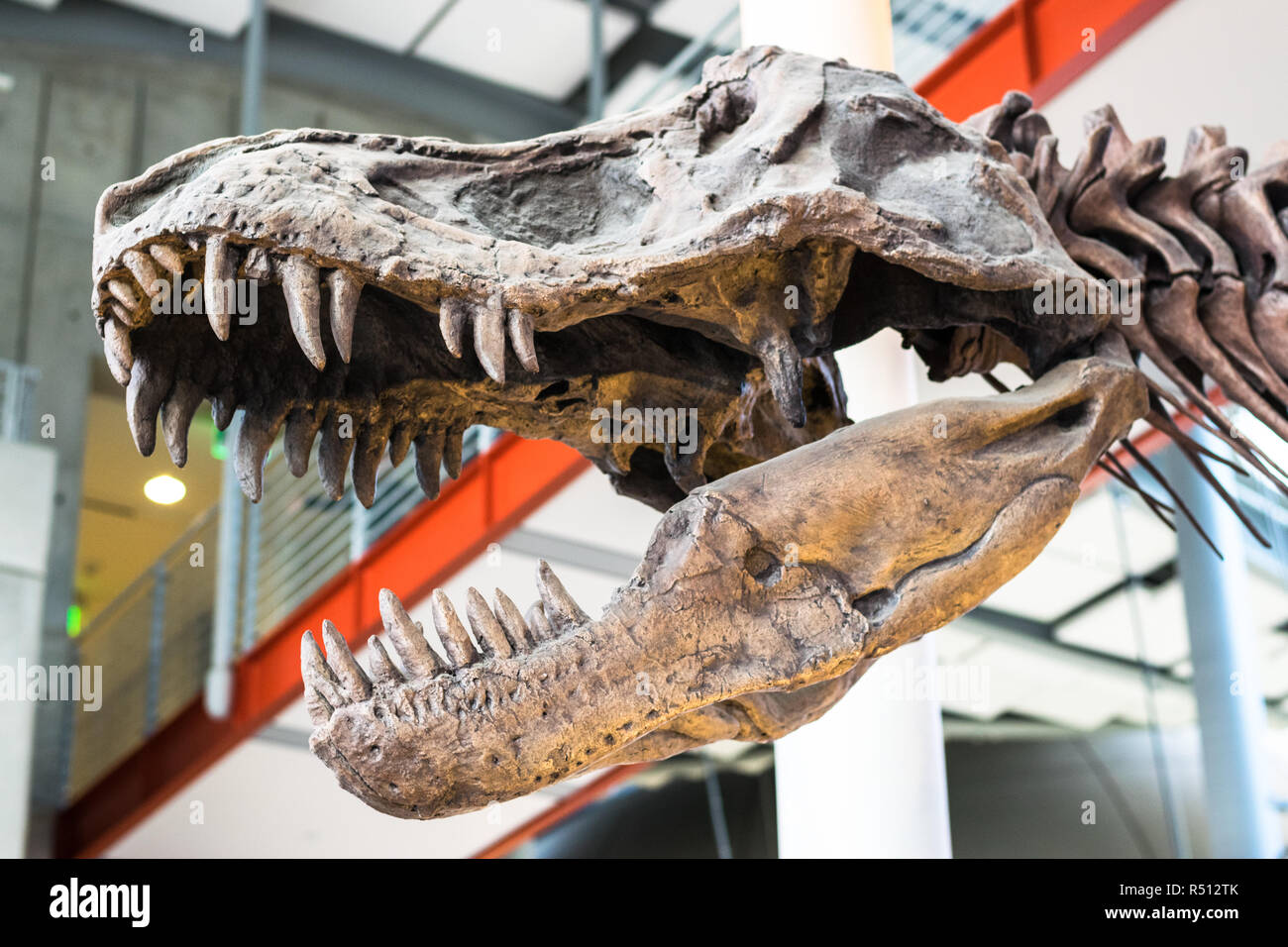 T rex head natural history museum -Fotos und -Bildmaterial in hoher ...