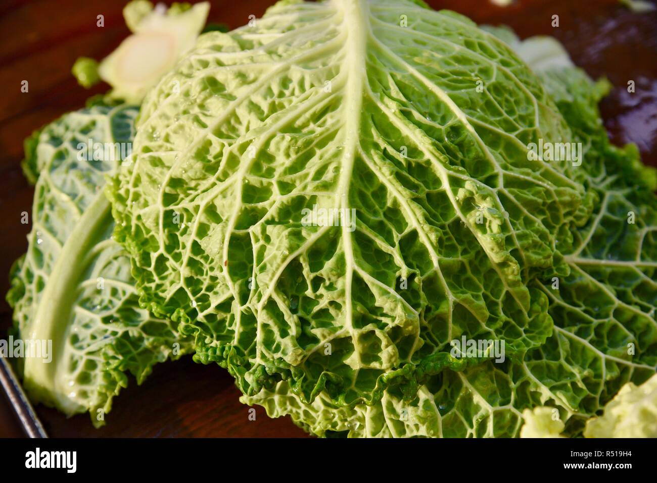 Frisch geerntet, Wirsing mit Wassertröpfchen, die in der Veranda Farm ...