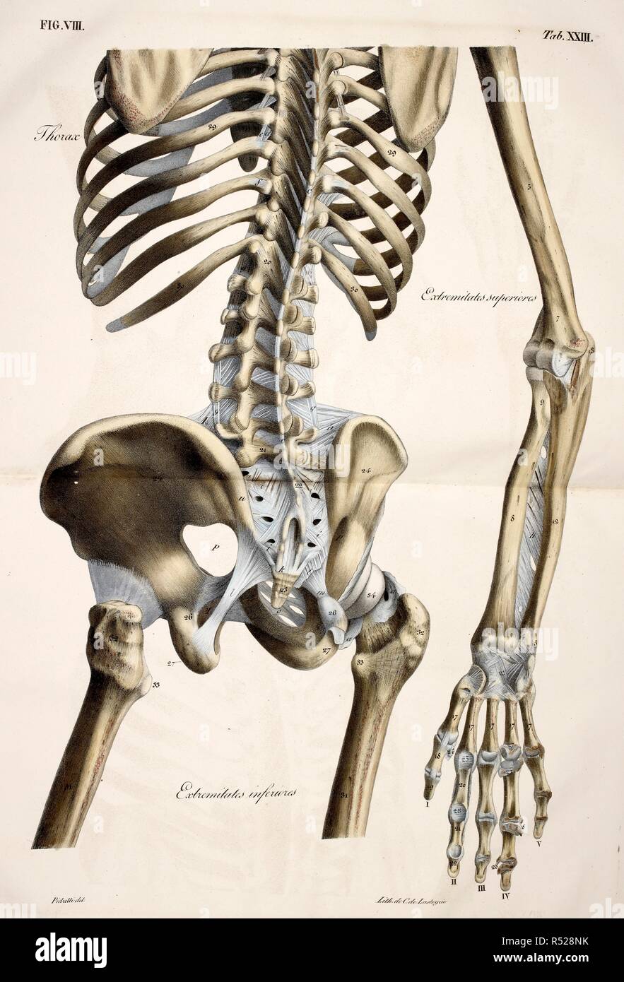 Anatomie du thorax humain -Fotos und -Bildmaterial in hoher Auflösung ...