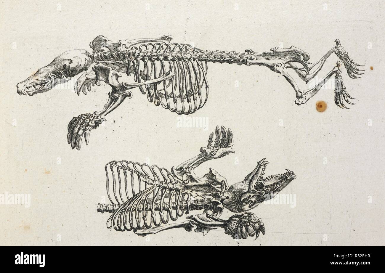 Eine Mole in zwei Ansichten. Osteographia, oder die Anatomie der ...