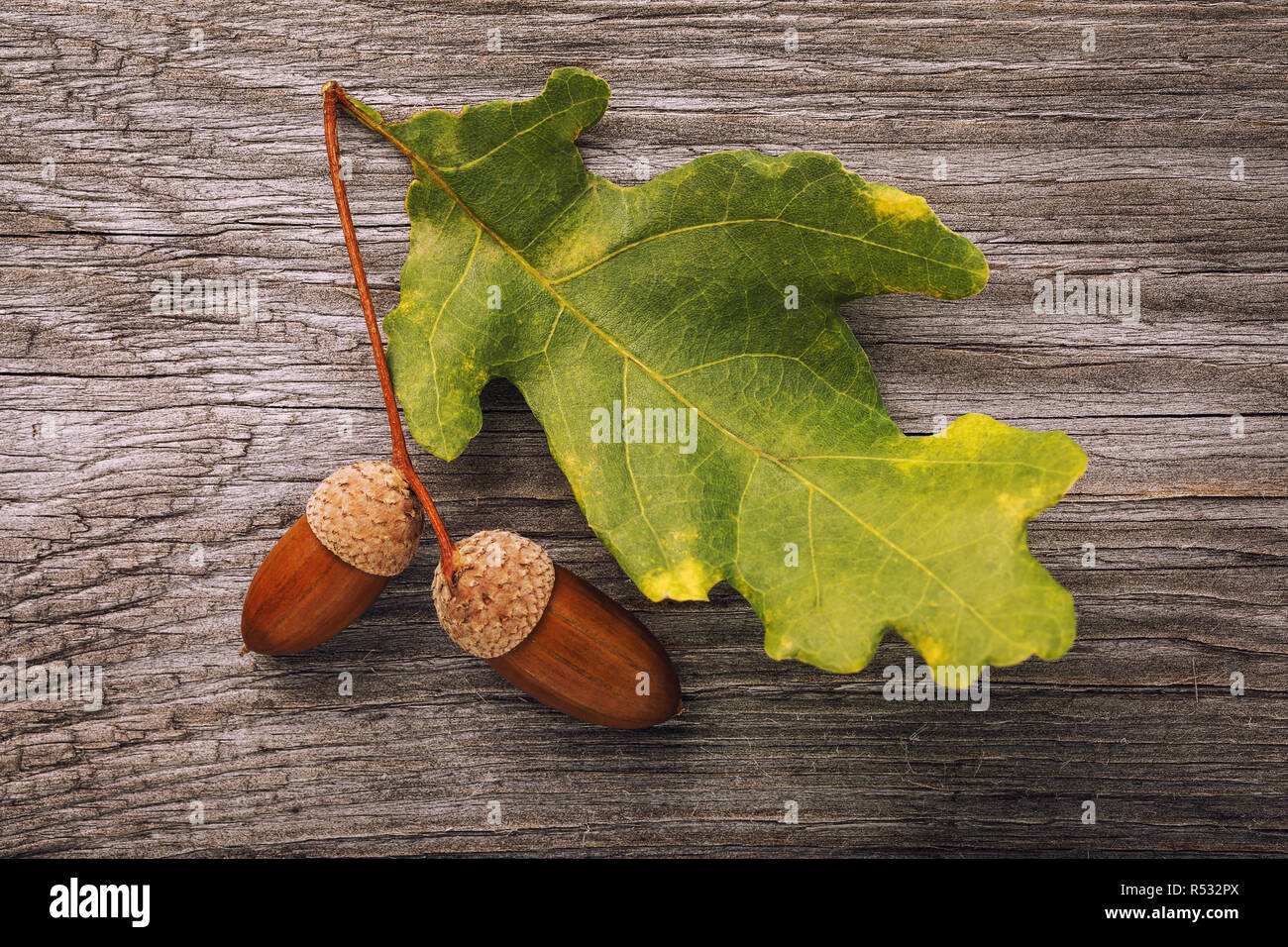 Reife eiche -Fotos und -Bildmaterial in hoher Auflösung – Alamy