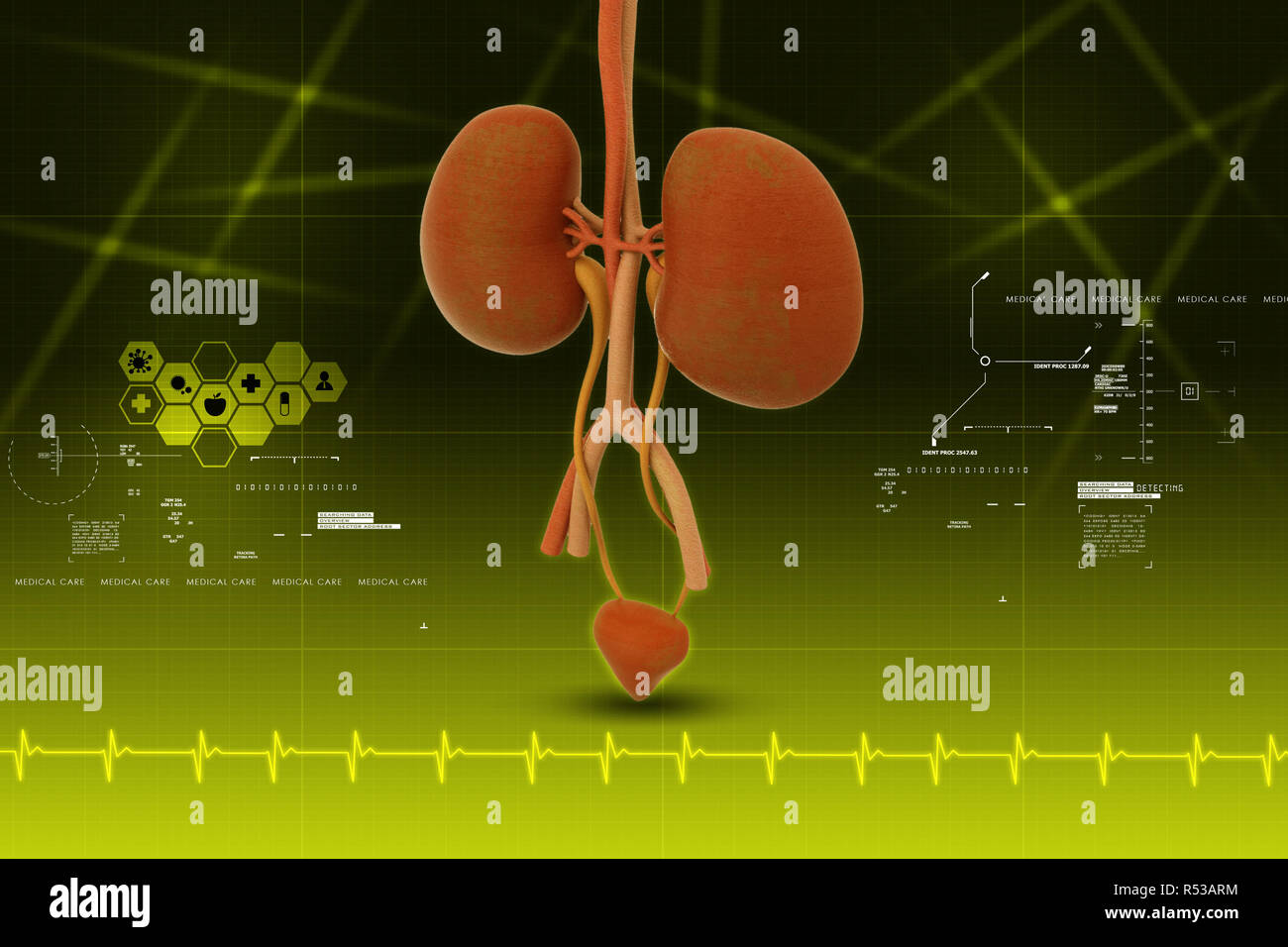 Blood vessel diagram -Fotos und -Bildmaterial in hoher Auflösung ...