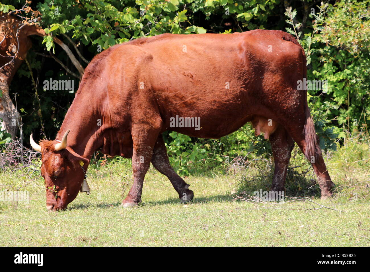 Starke und gut gefüttert dunkel Braun Kuh mit großen Glocke um den Hals ...