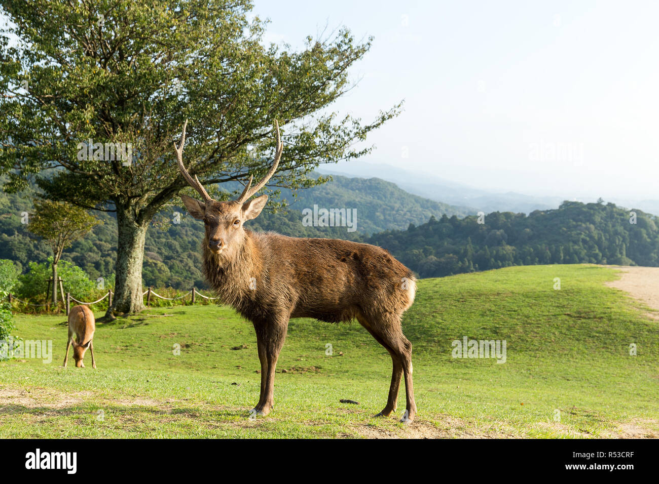 Mikasa park -Fotos und -Bildmaterial in hoher Auflösung – Alamy
