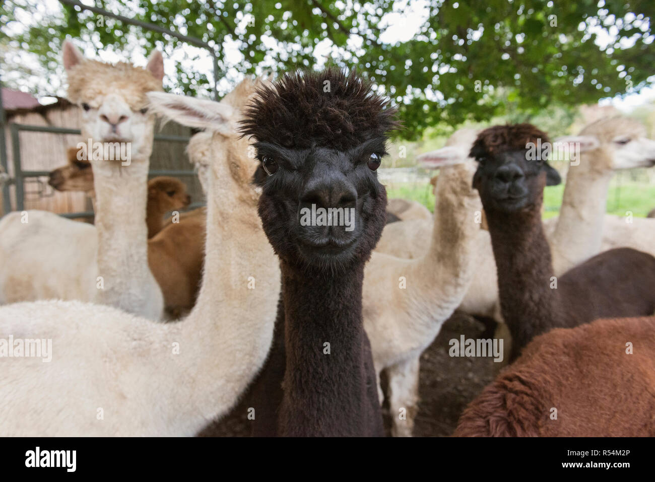Domestizierte lamas -Fotos und -Bildmaterial in hoher Auflösung – Alamy