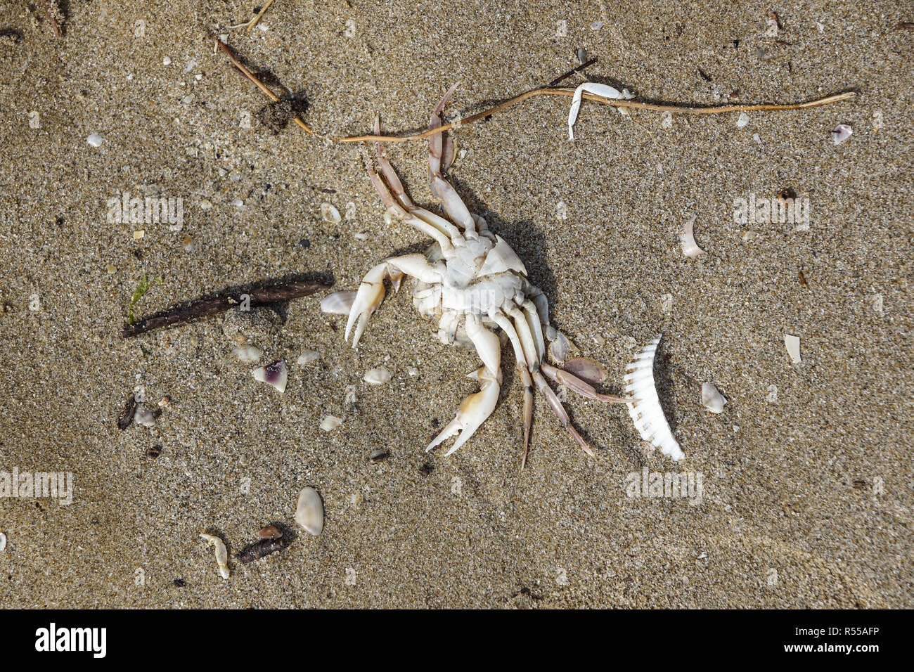 Krabbe am Strand, Tote Krebse am Strand Stockfotografie - Alamy