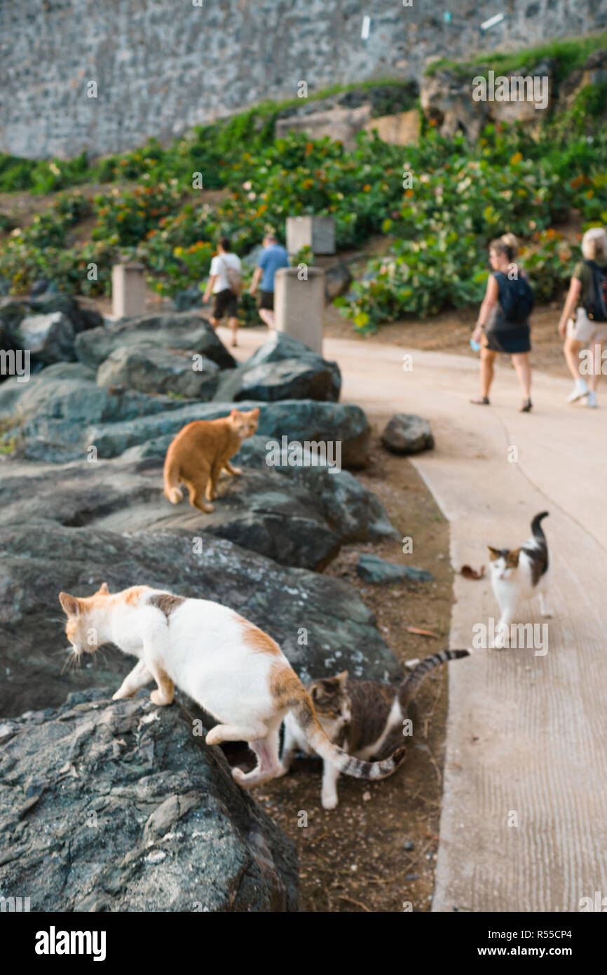 Die berühmten wilden Katzen sind alle über sie in der Altstadt von Old ...