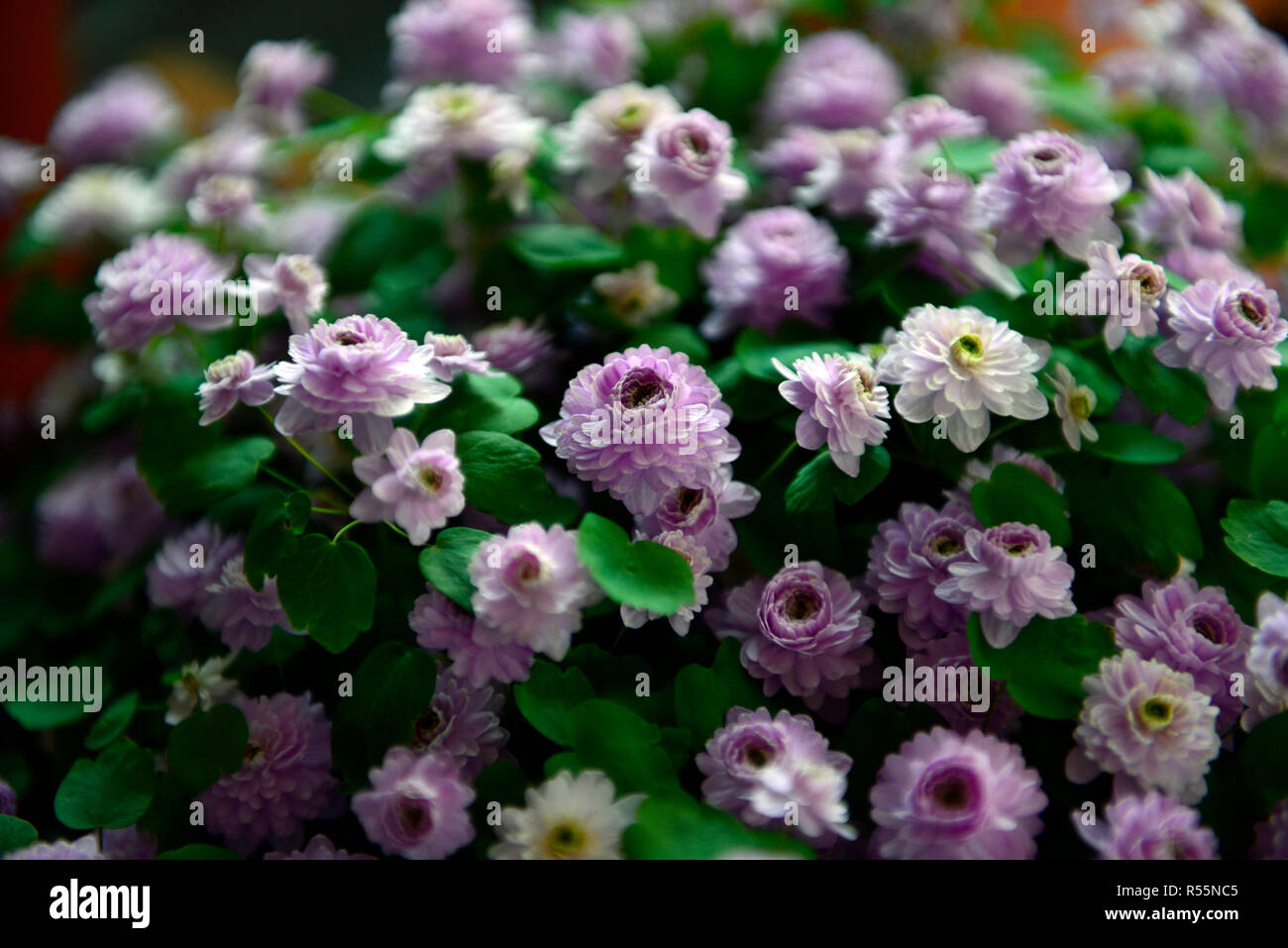 Anemonella thalictroides forma rosea Oscar Schoaf, Rosa, Doppel, Blumen, Stauden, Schatten ...