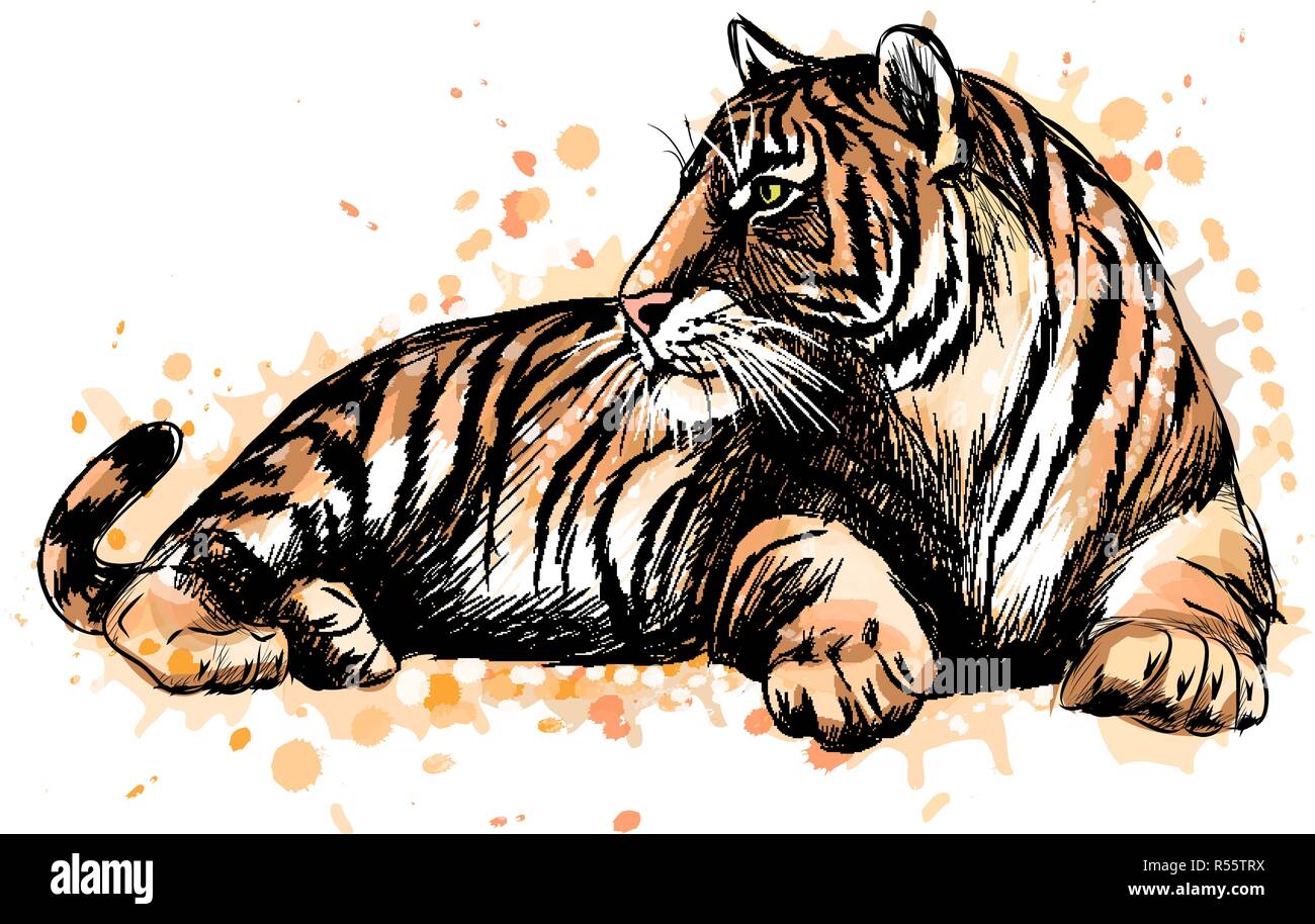 Tiger zeichnung ligend -Fotos und -Bildmaterial in hoher Auflösung – Alamy