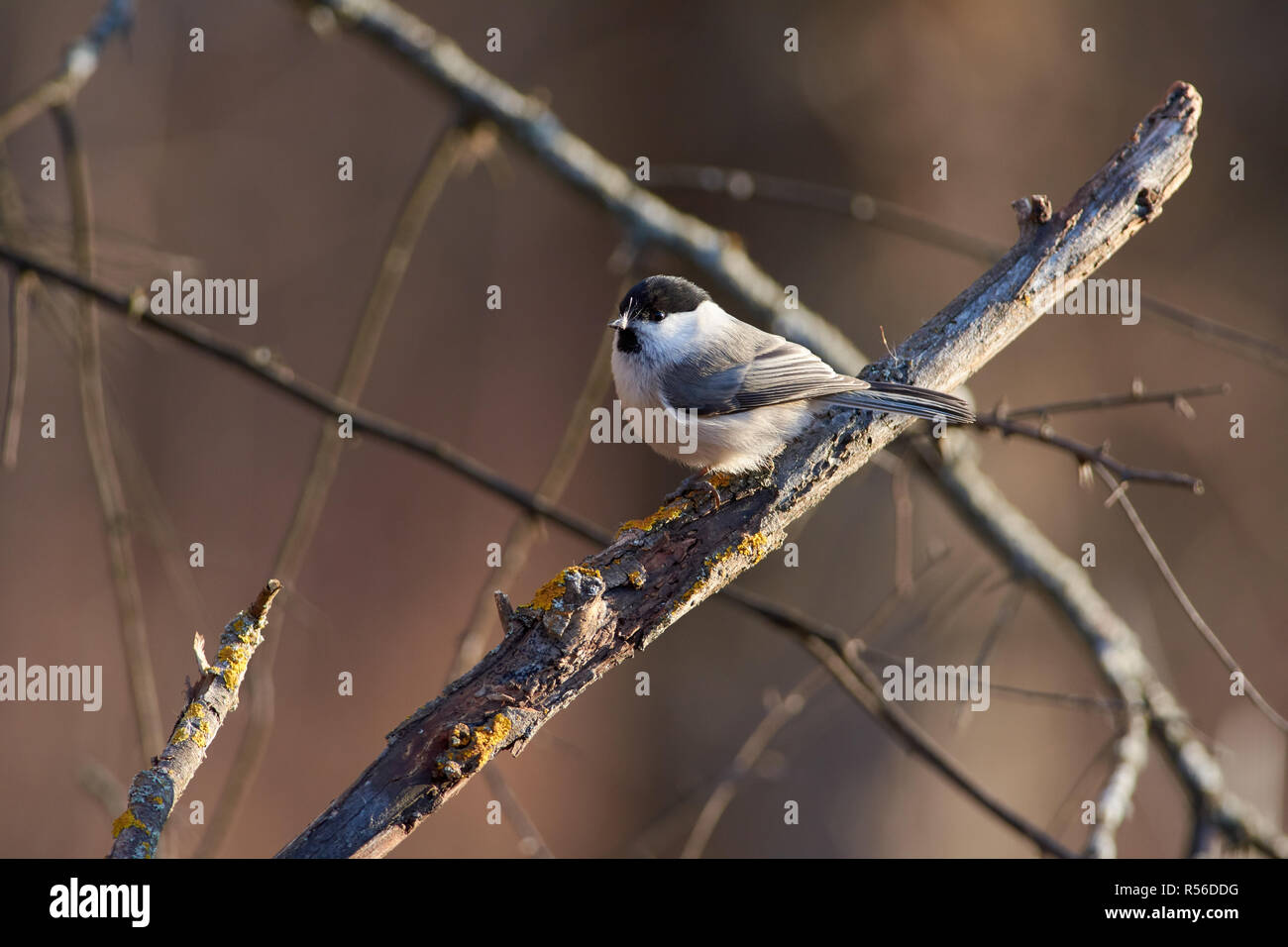 Willow tit (Poecile montanus) sitzt auf einem Ast mit einer Feder in ...