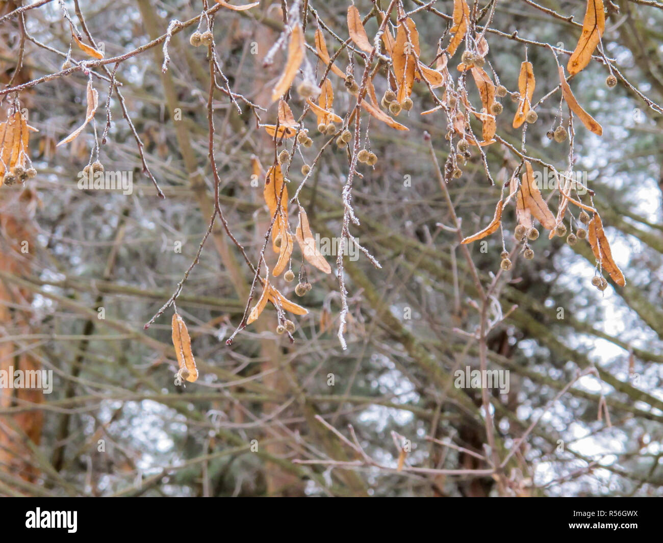 Winter Linden Tree Stockfotos und -bilder Kaufen - Alamy